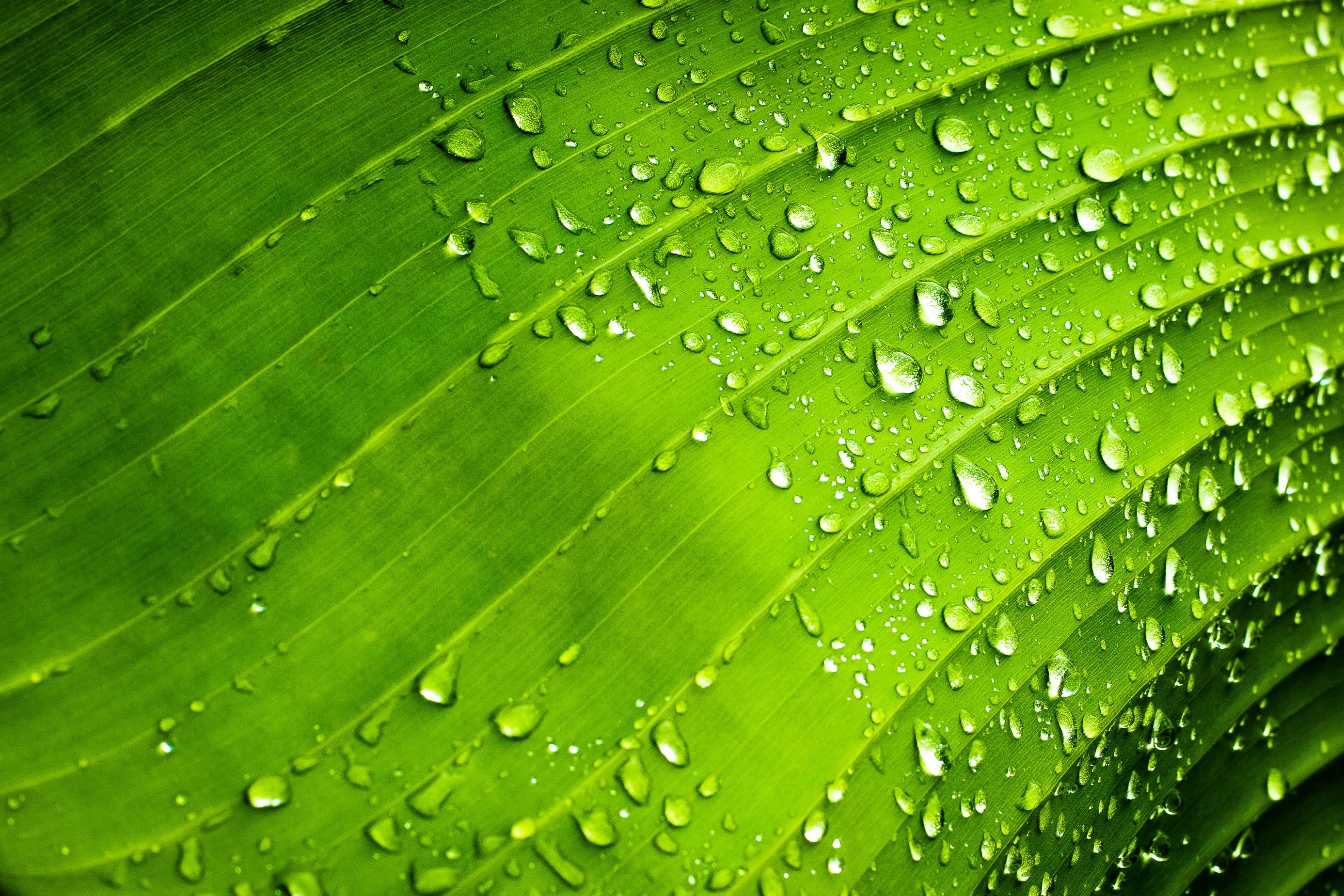 Drops Rib Green free image download