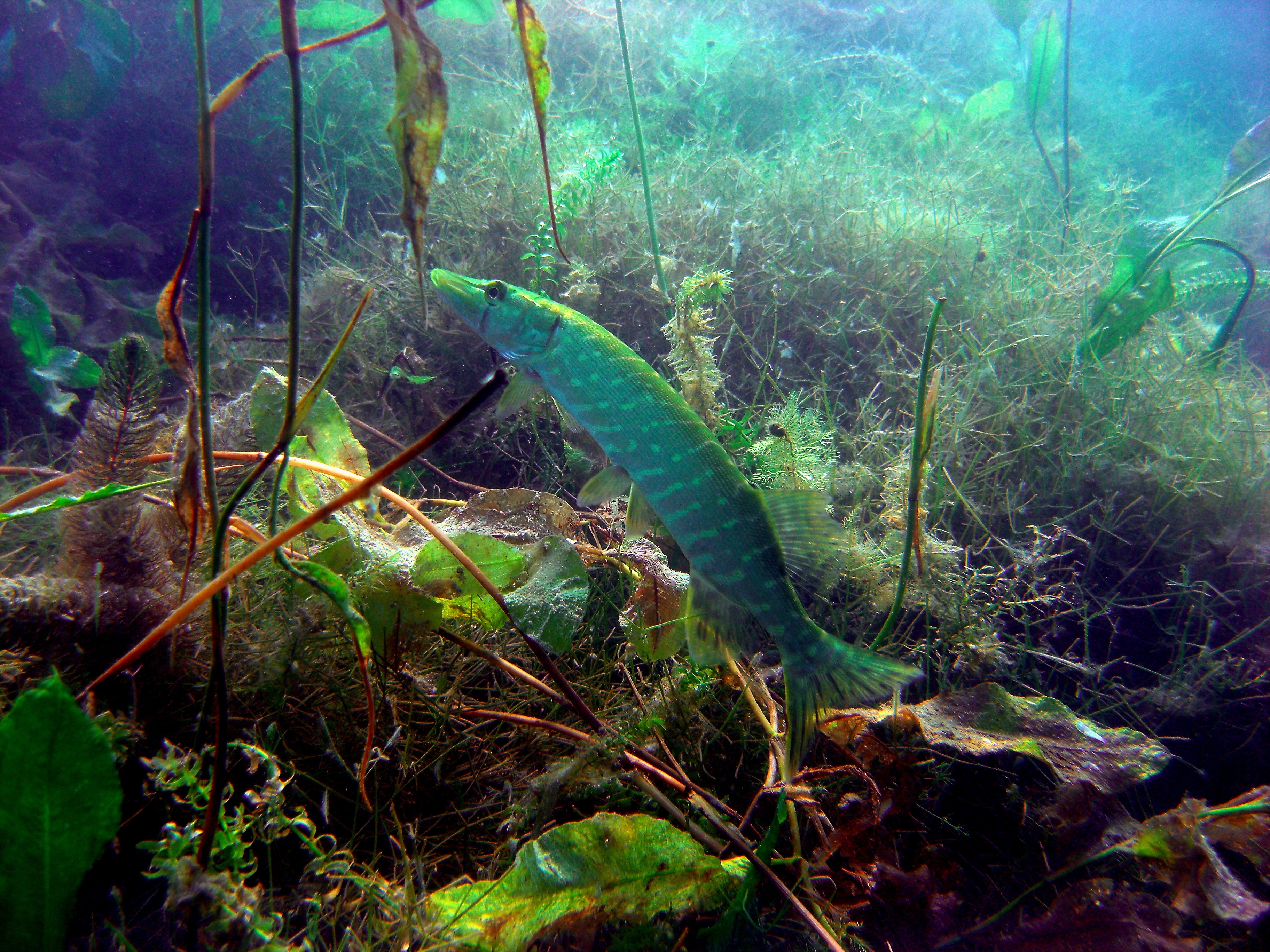 Pike Diving Underwater Photo free image download