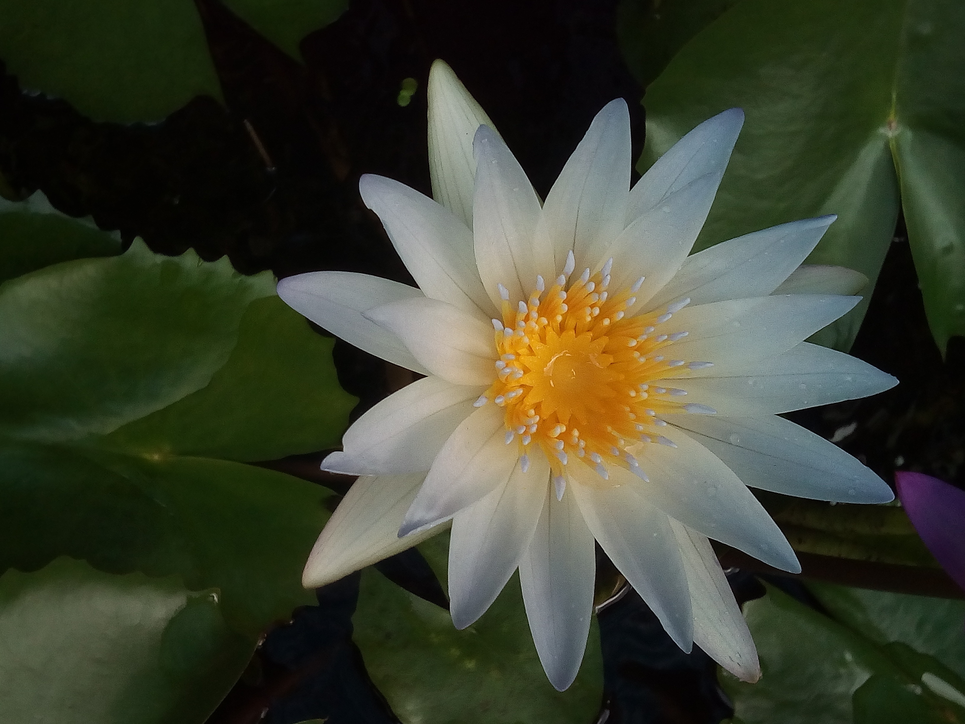 Lotus Leaf Water Plants free image download