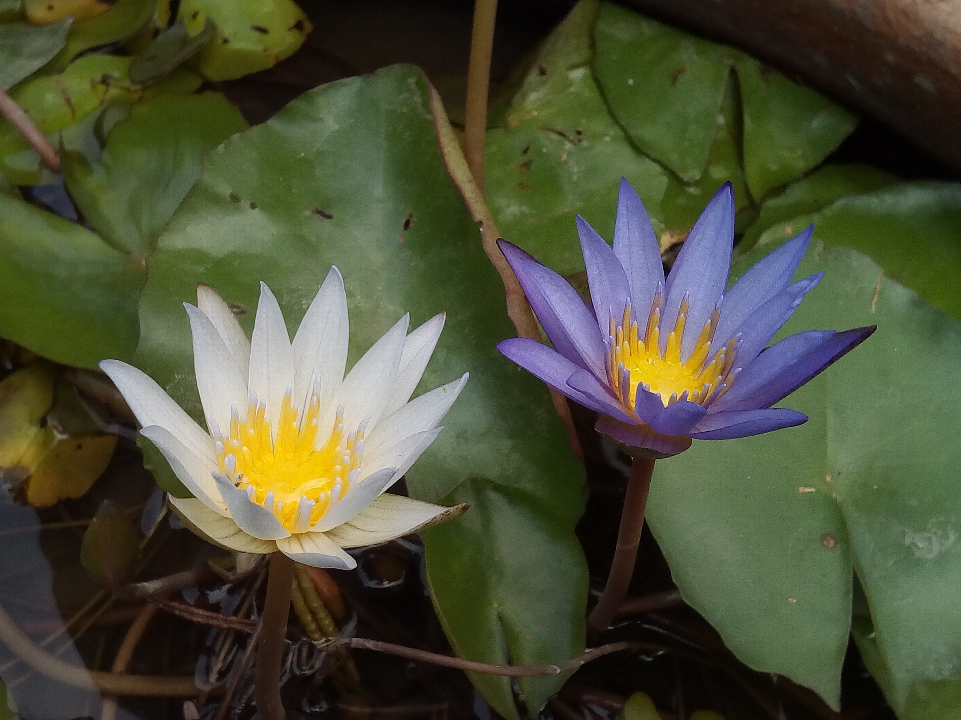 Lotus Leaf Water Plants growing free image download