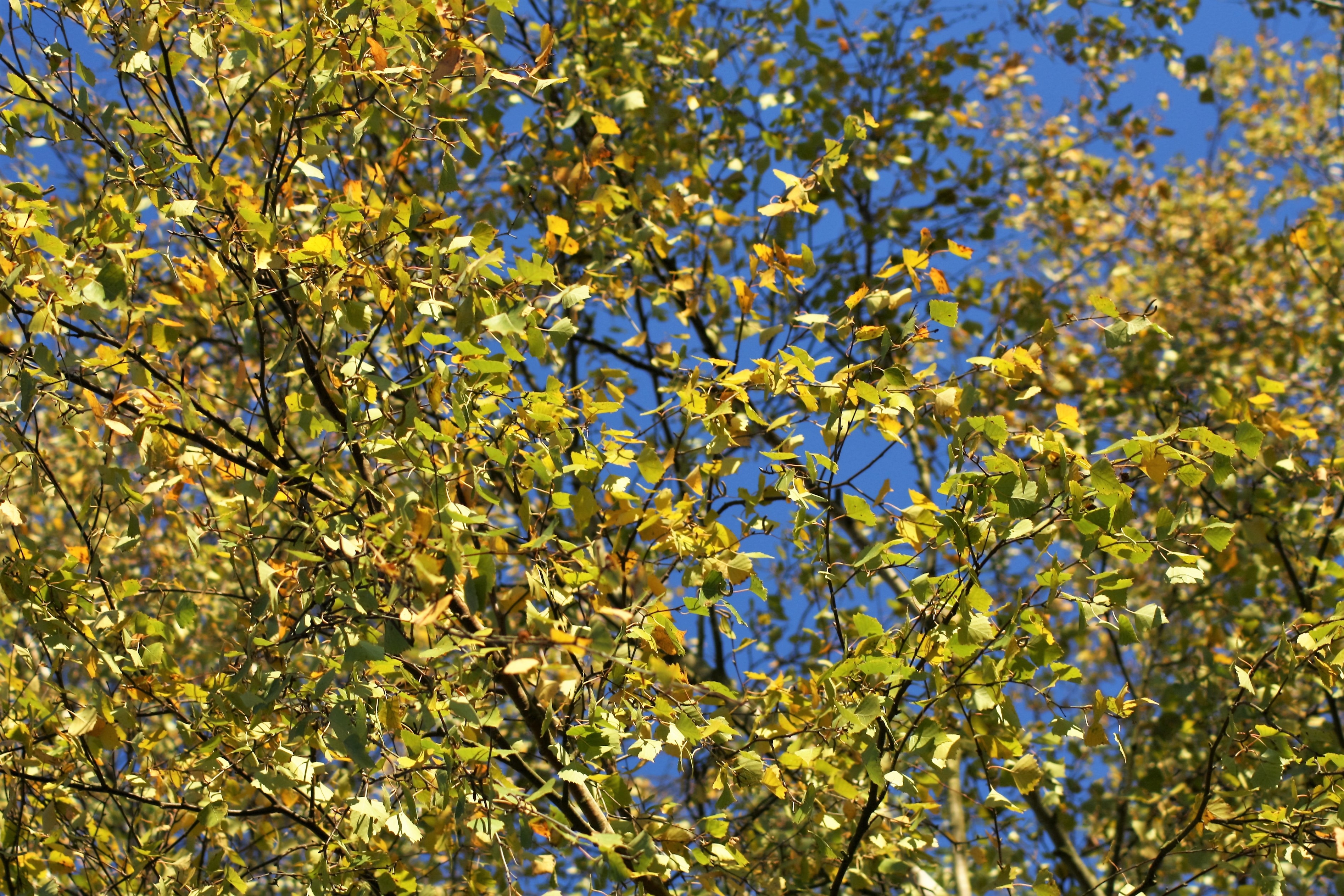 Spring yellow leaves on a tree free image download
