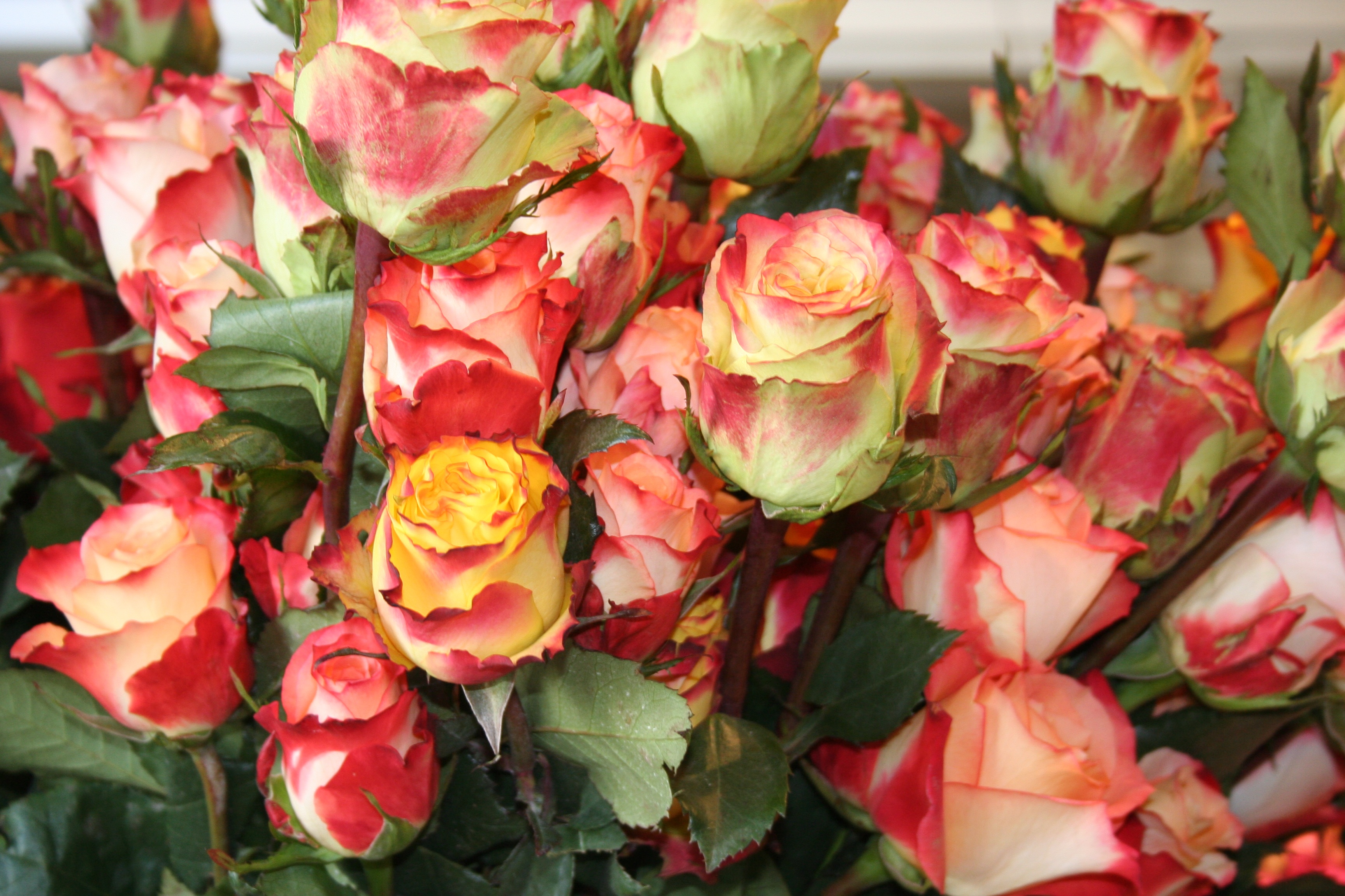 Roses Flowers Cut free image download
