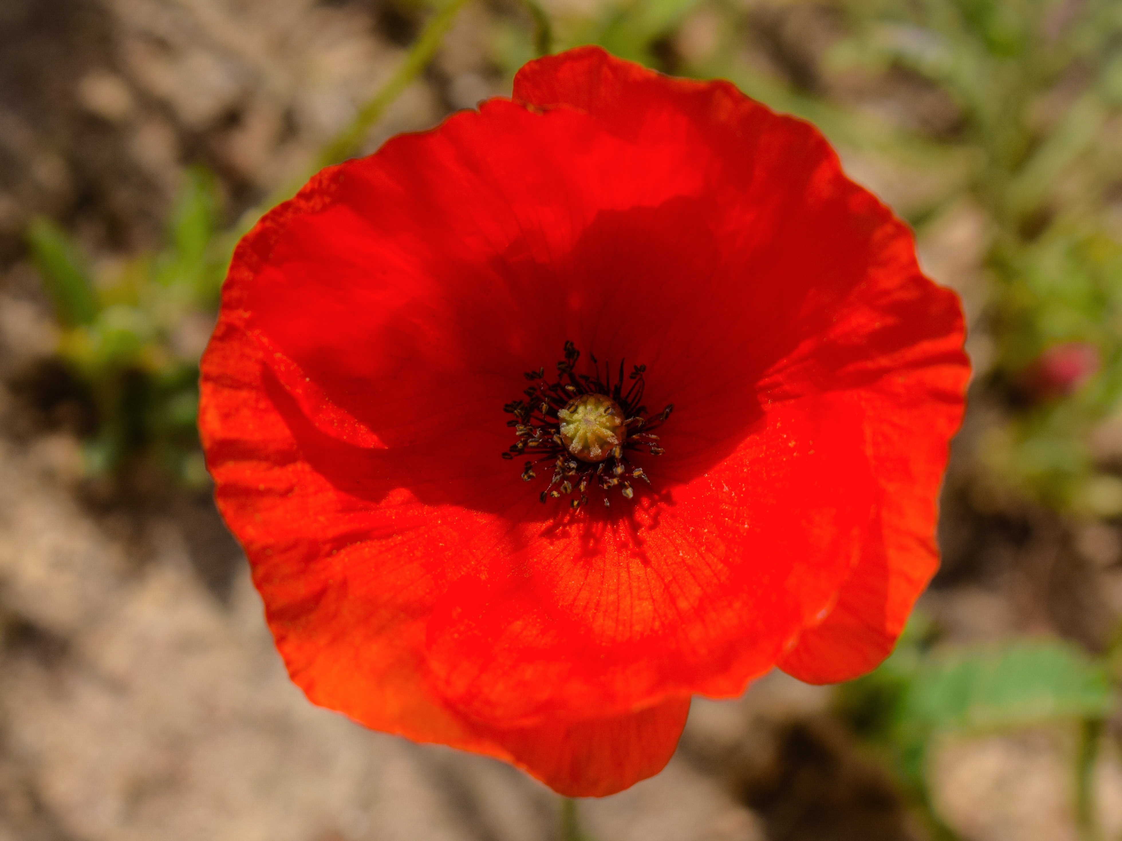 Poppy bud open in the sunlight free image download