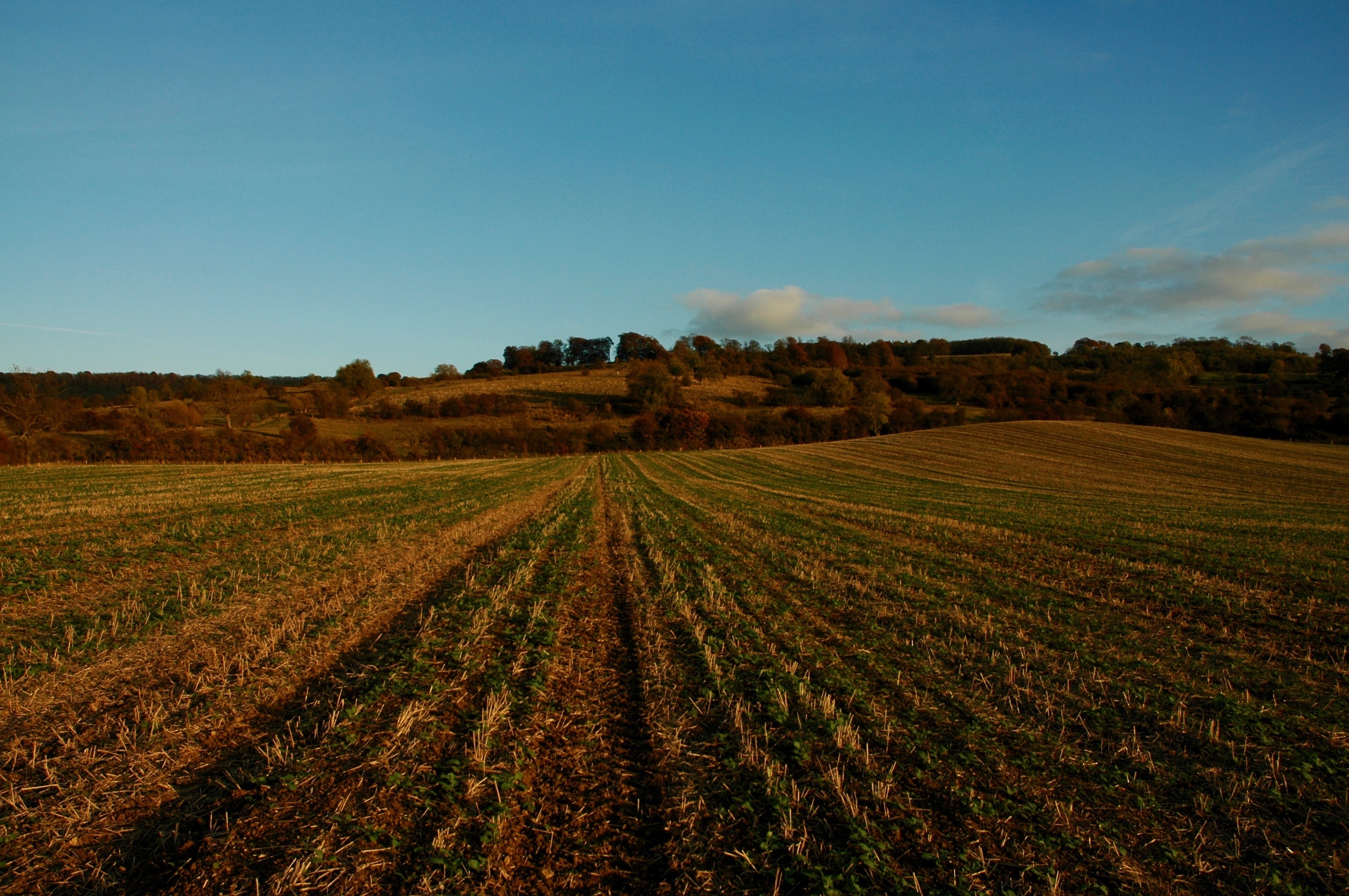 Field Autumn Fall free image download