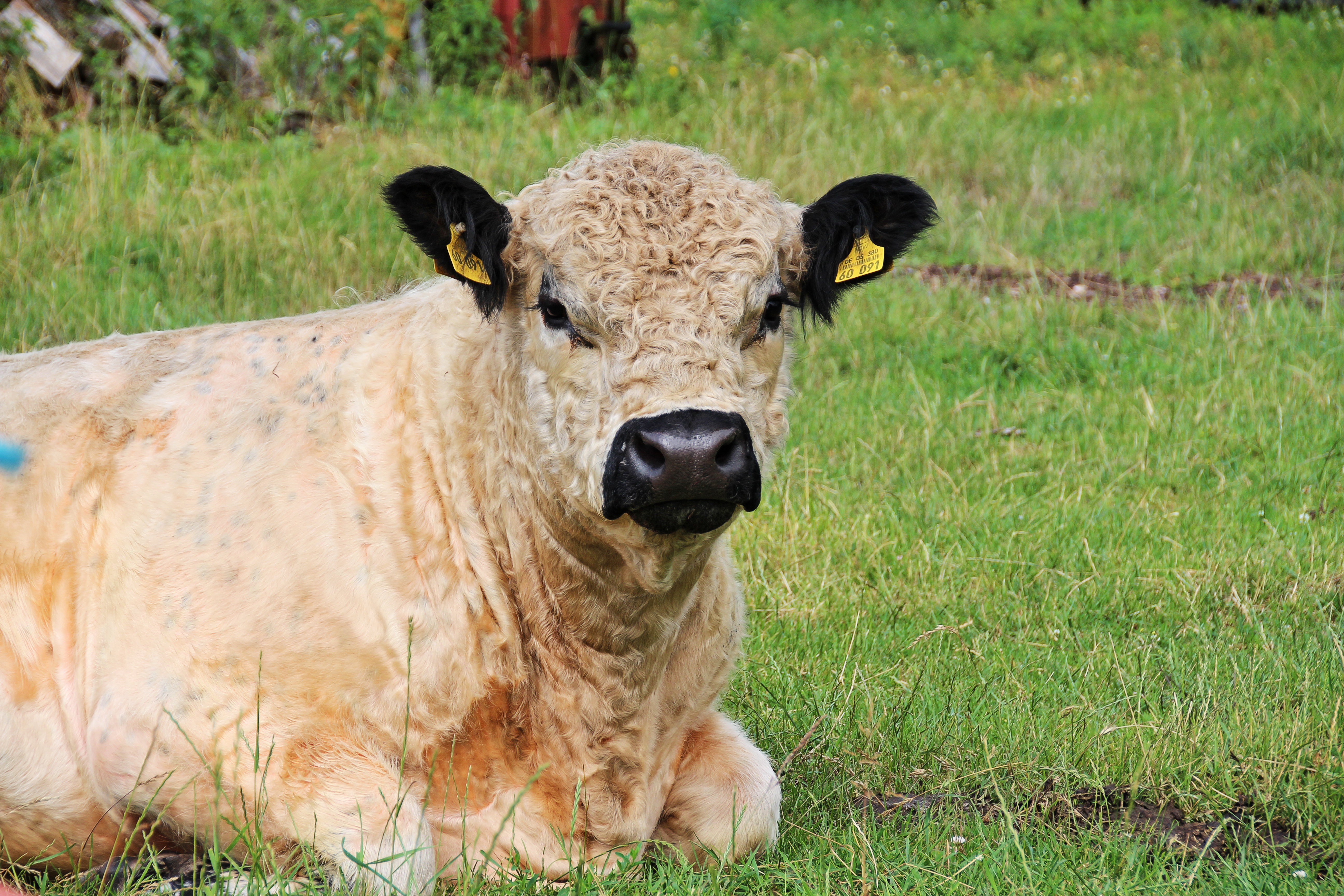 Calf Animal Child Country free image download
