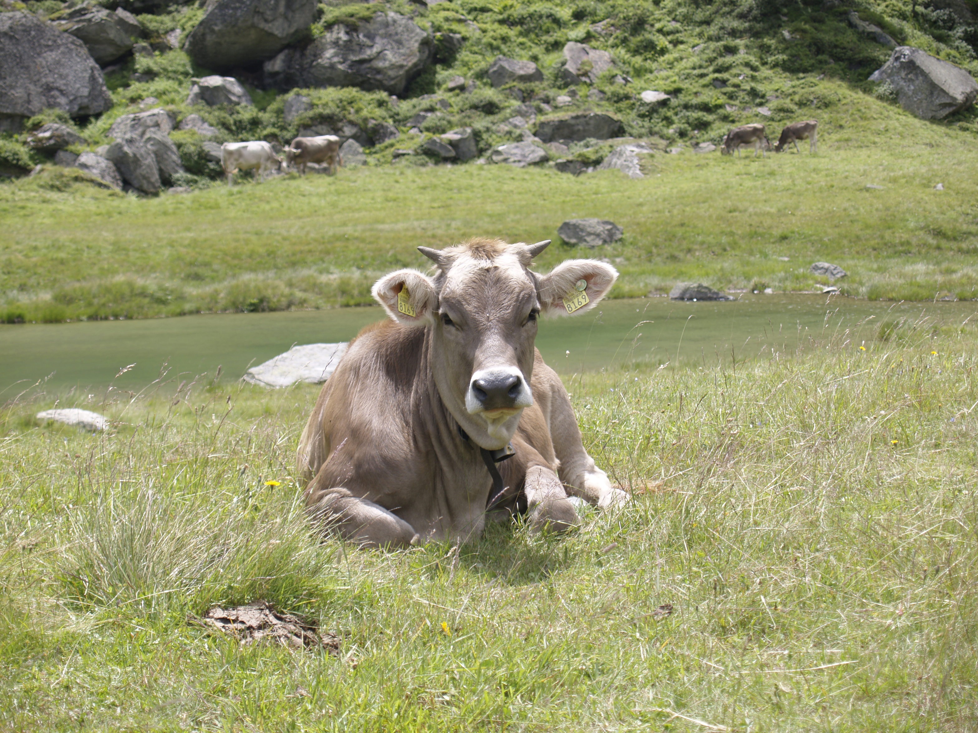 Cow Switzerland Alpine free image download