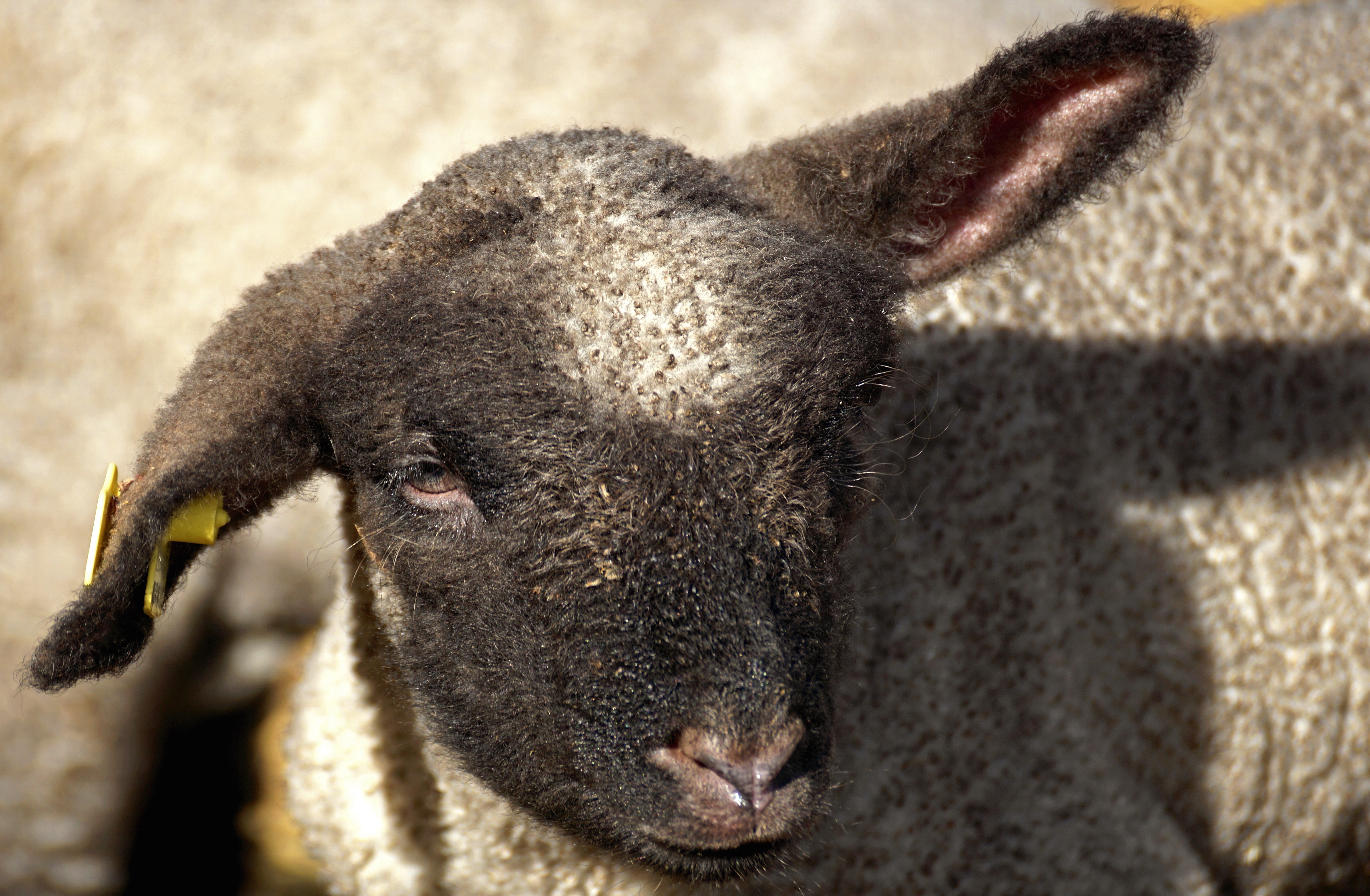 Lamb Young Sheep free image download