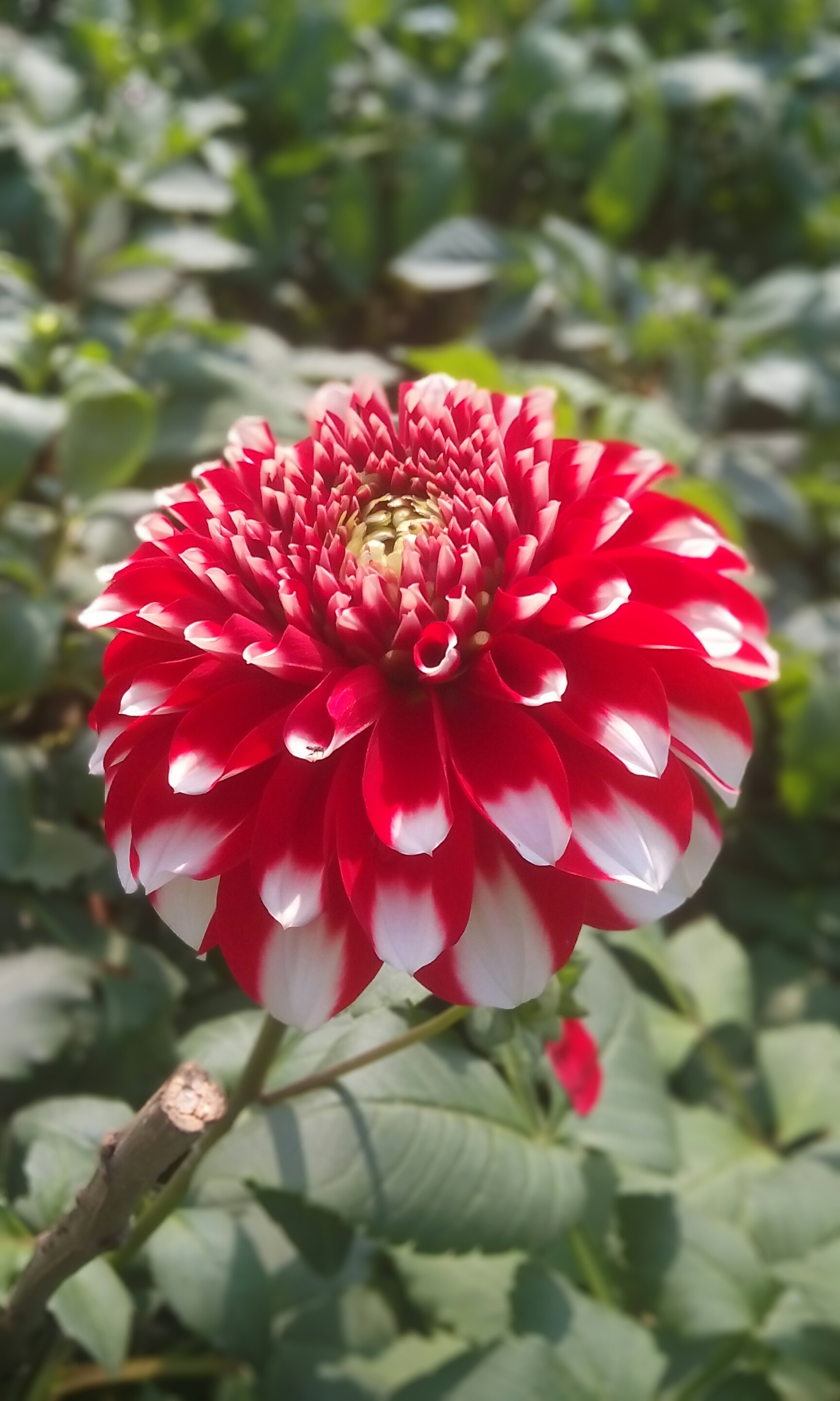 Flowers Nature free image download