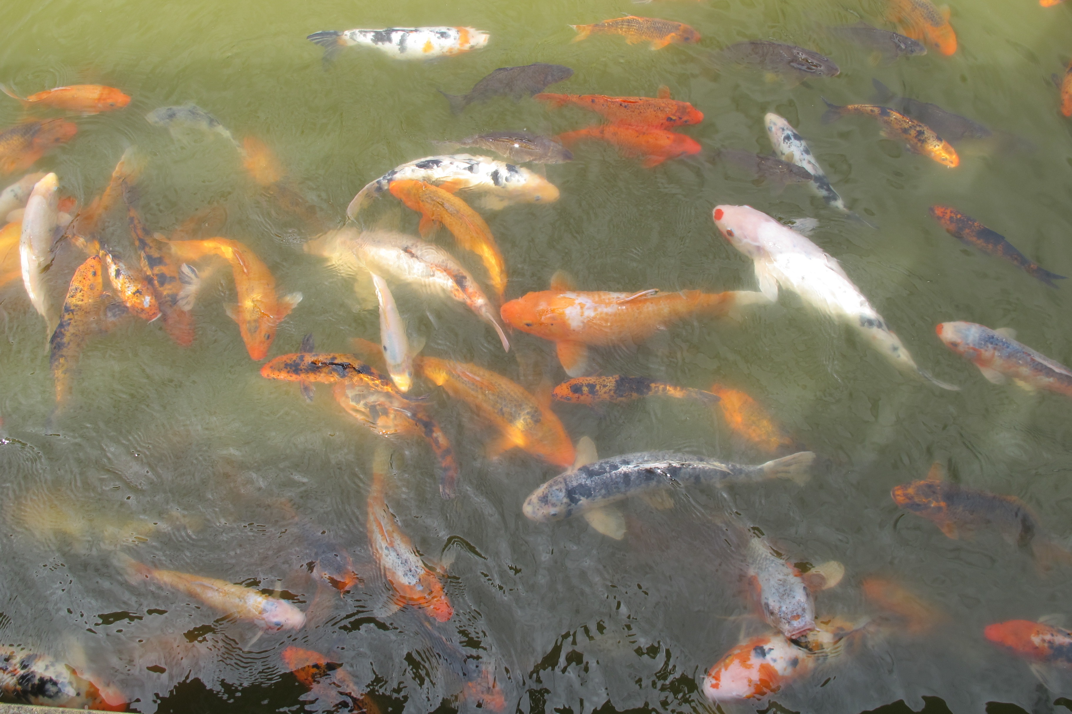 Pond with beautiful fish free image download