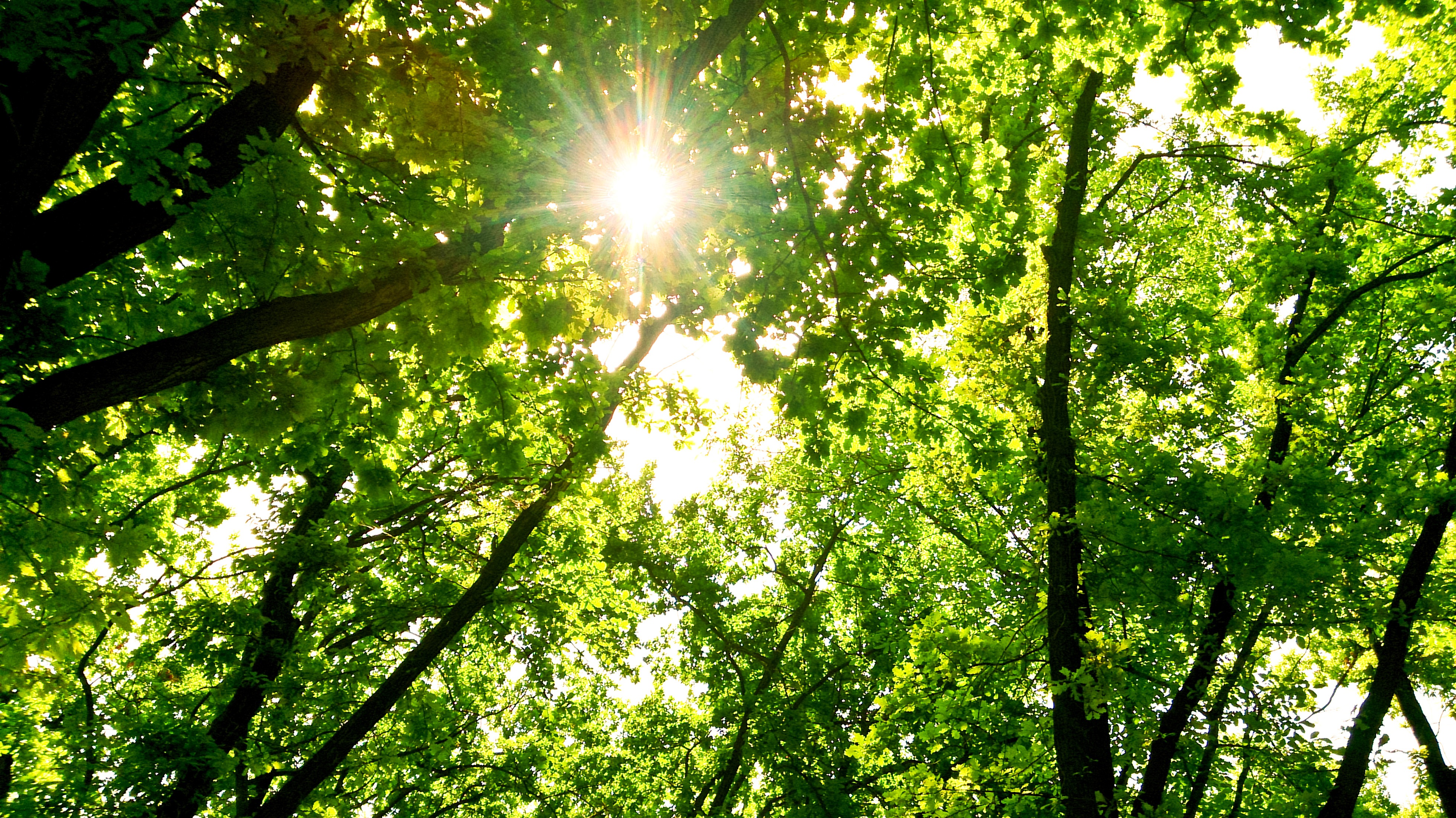 Sun Morning Dawn free image download