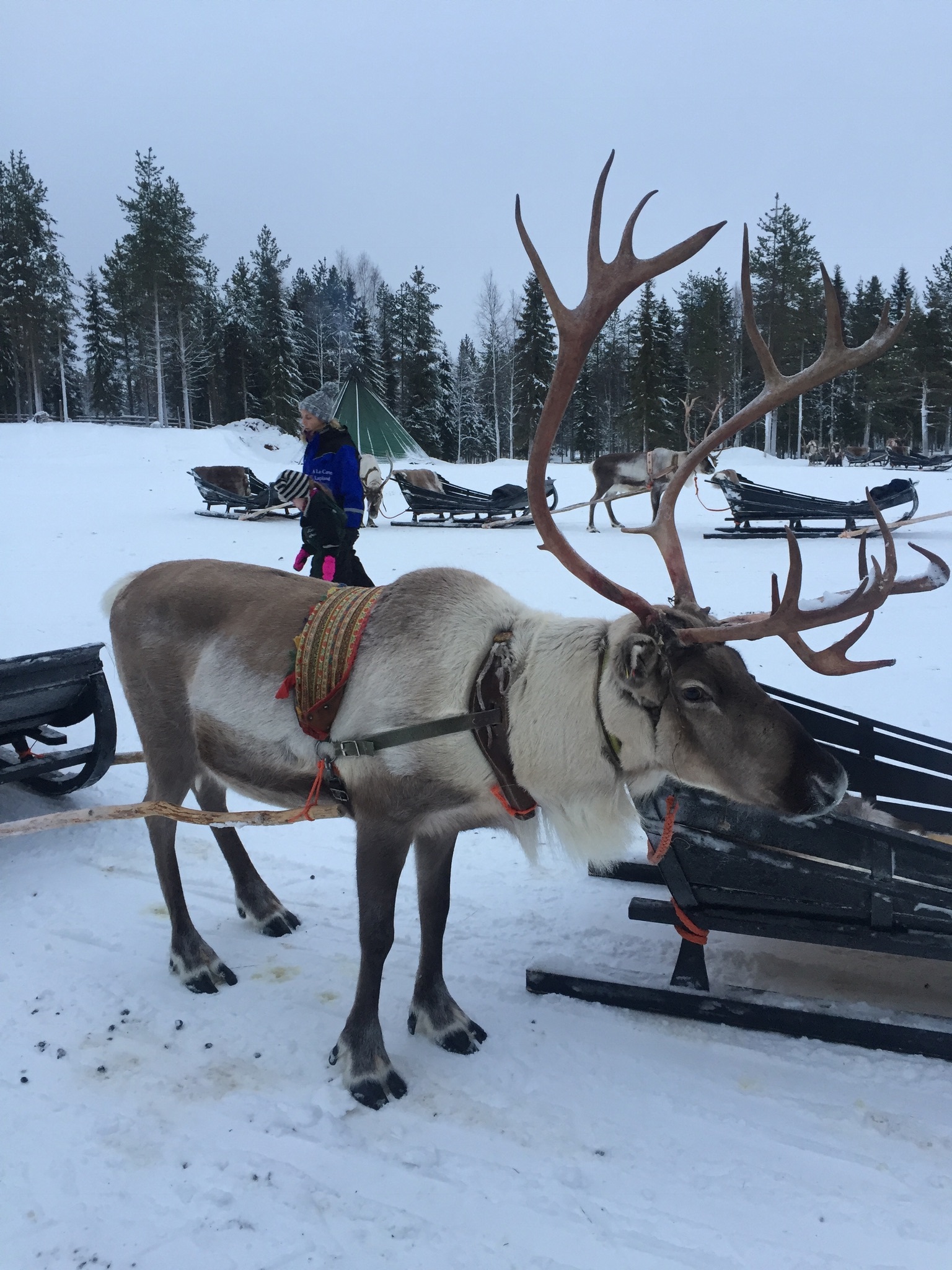 Lapland Reindeer free image download