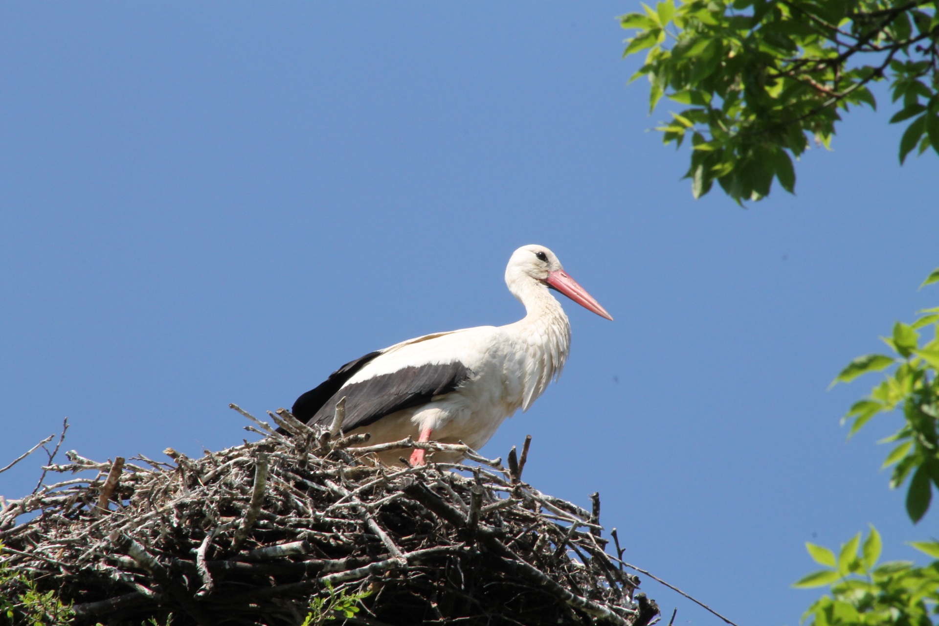 Castle Marchegg Stork City free image download