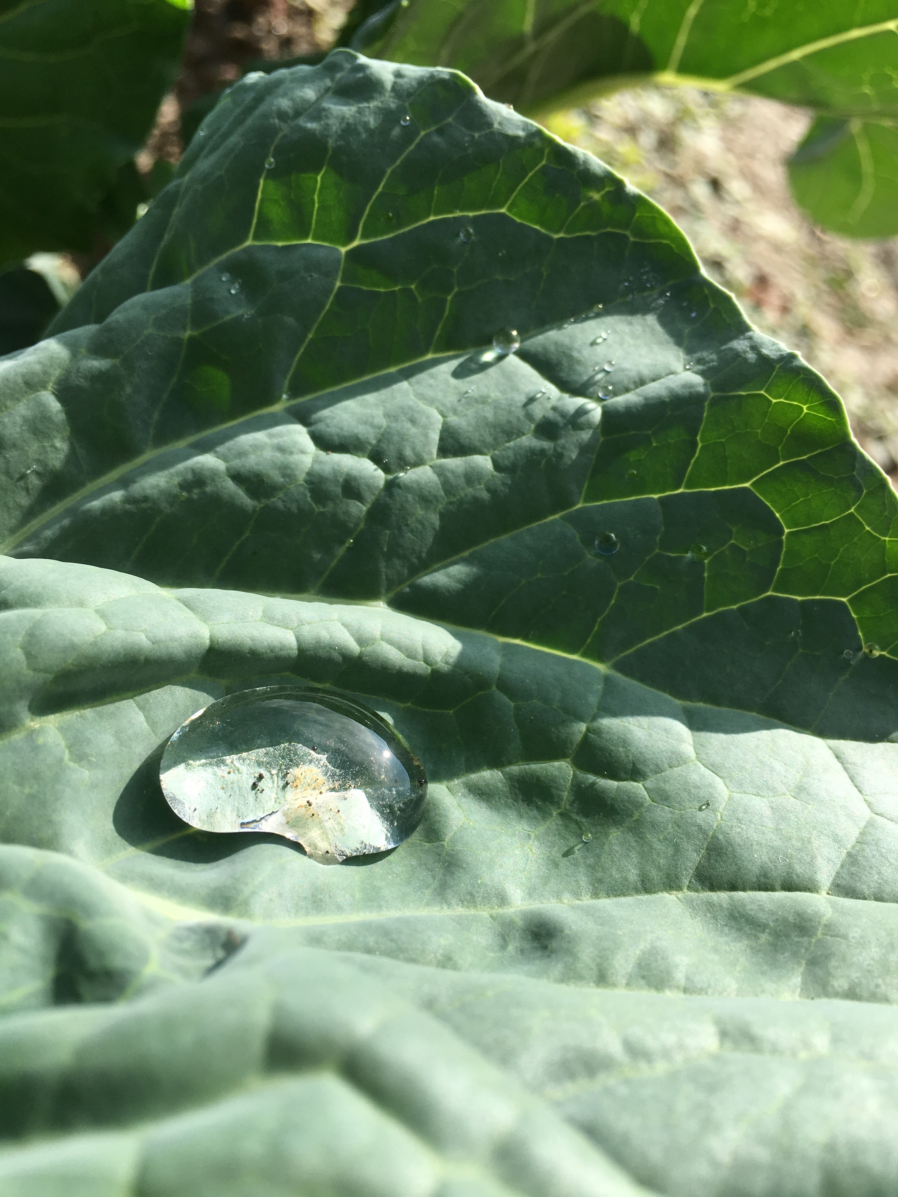Dew Drop Droplets free image download