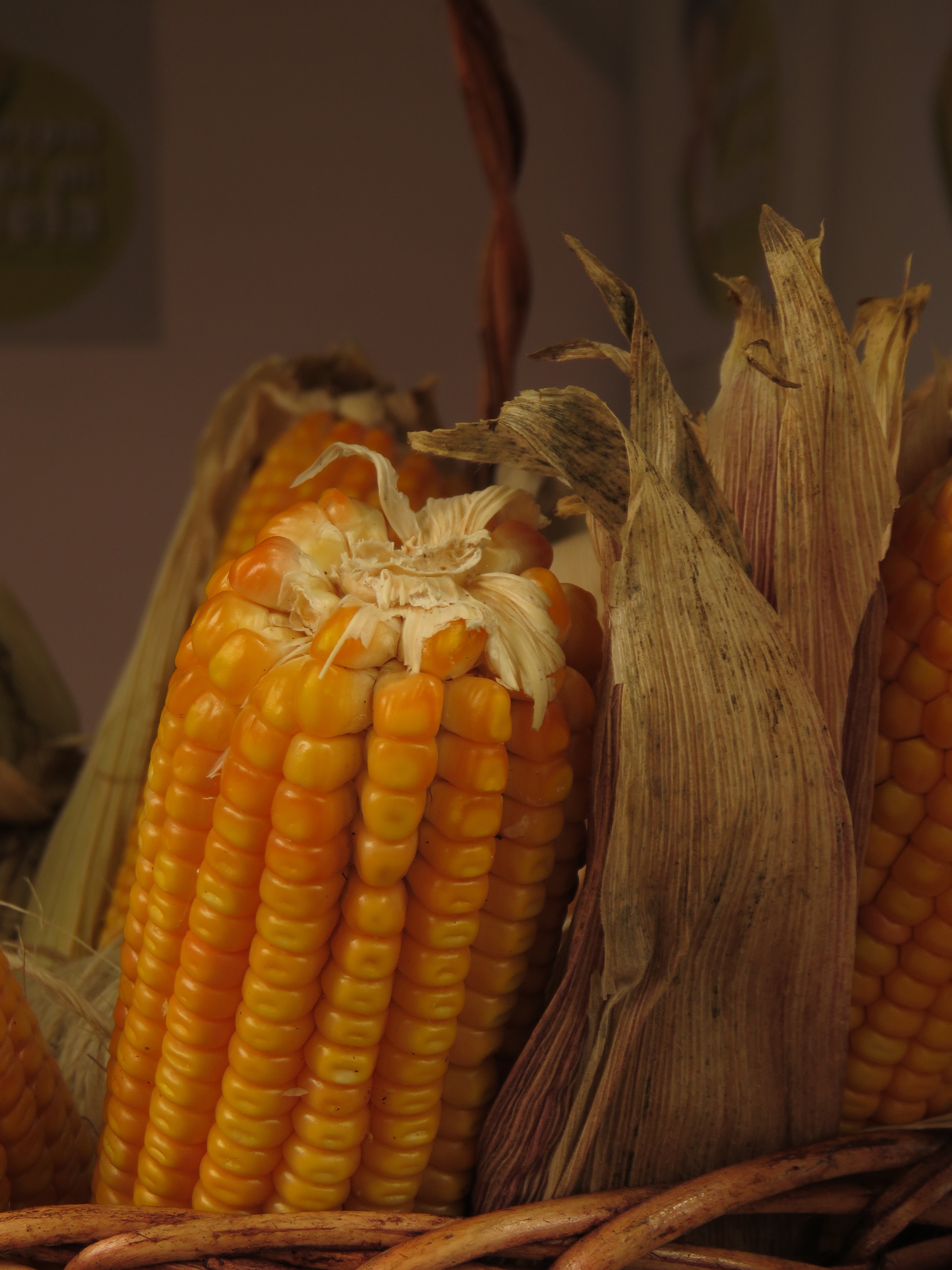 Healthy yellow corn free image download