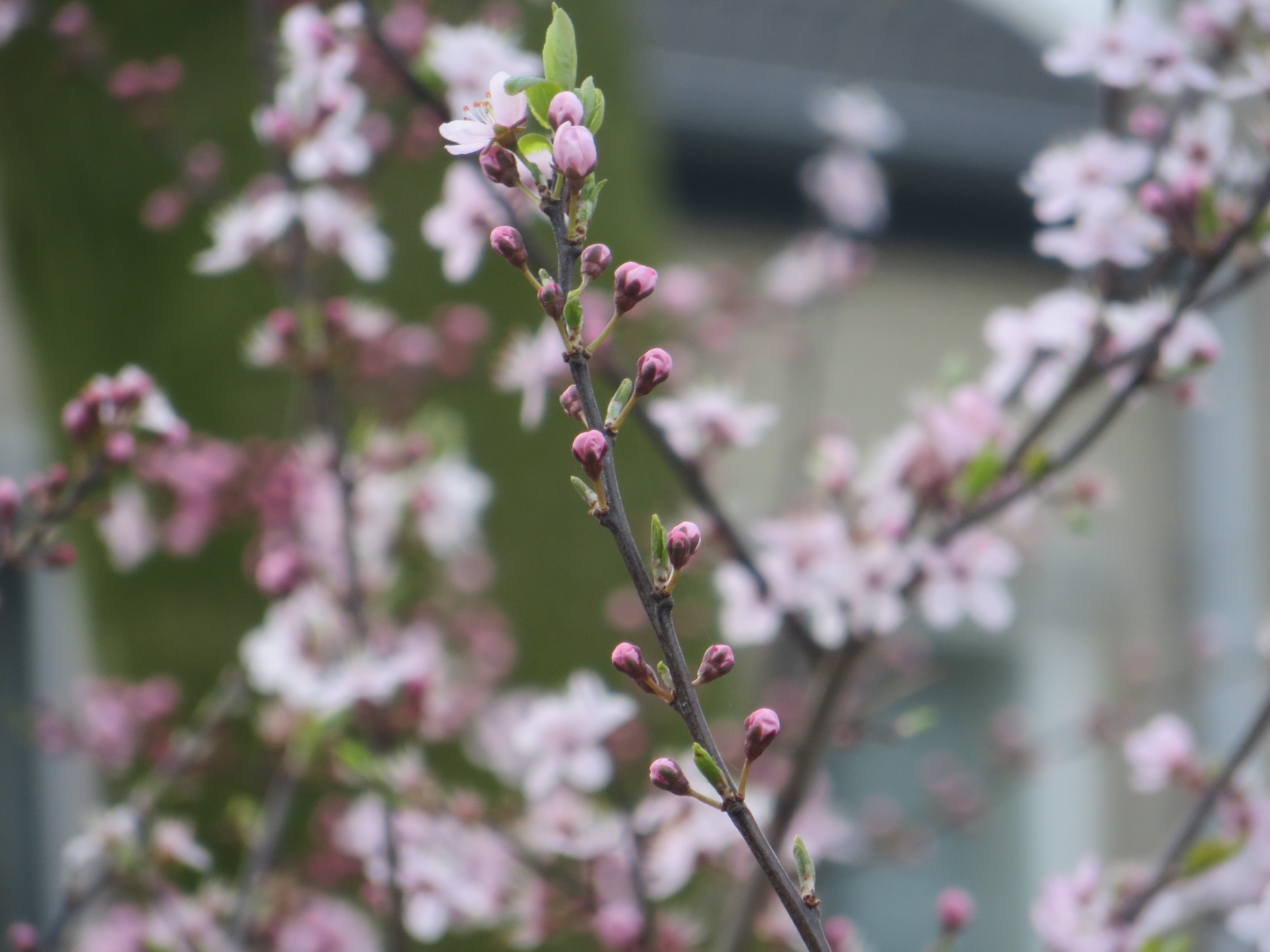 Pretty pink flowers in spring free image download