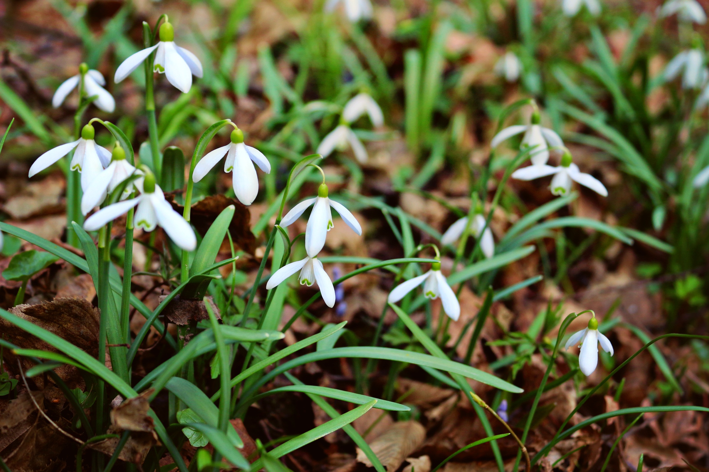 Snowdrops Plants Nature free image download