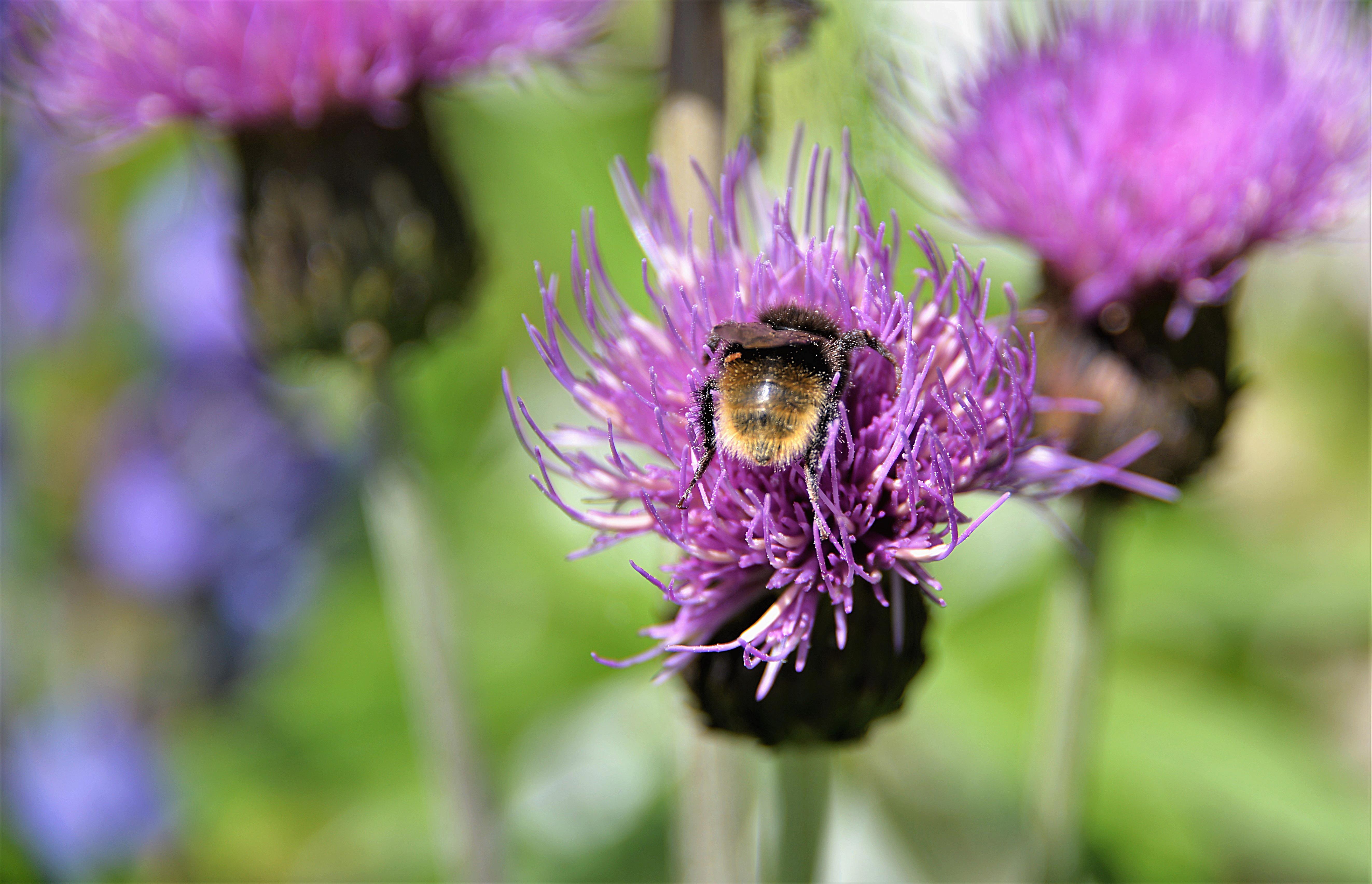 Mountain Bumblebee Hummel free image download