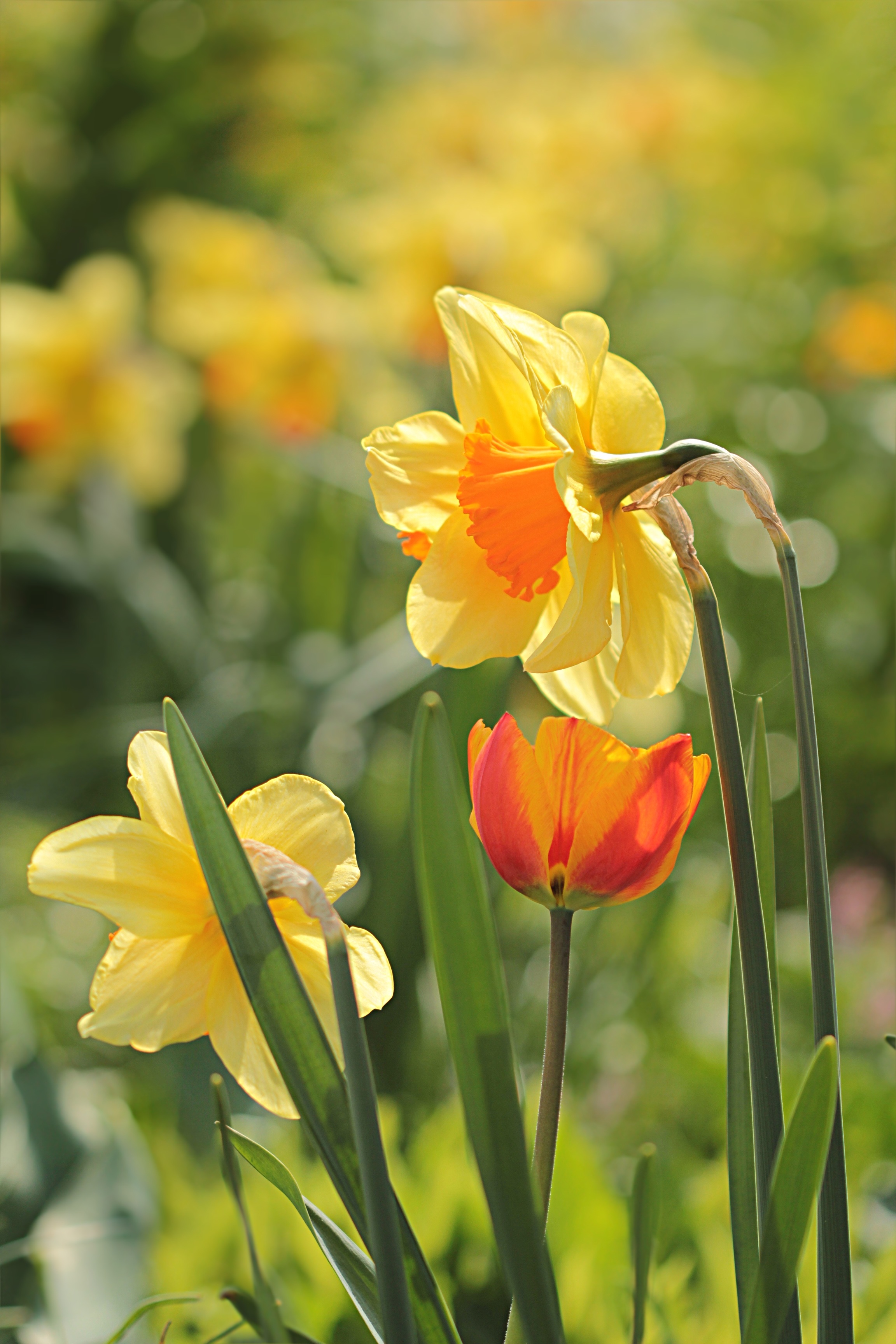 Flower Narcissus Yellow Orange free image download