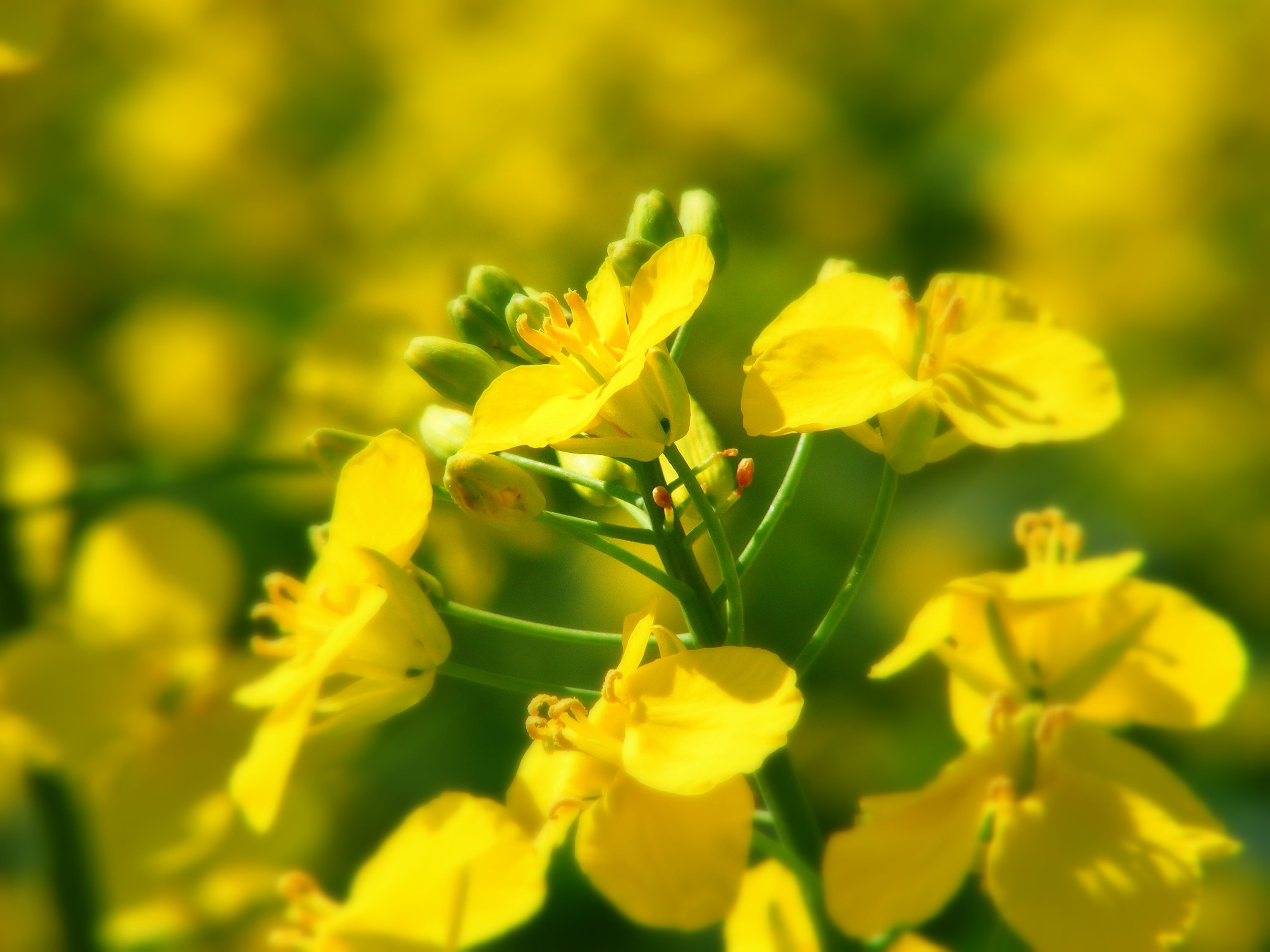 Oilseed Rape Field Of Rapeseeds free image download