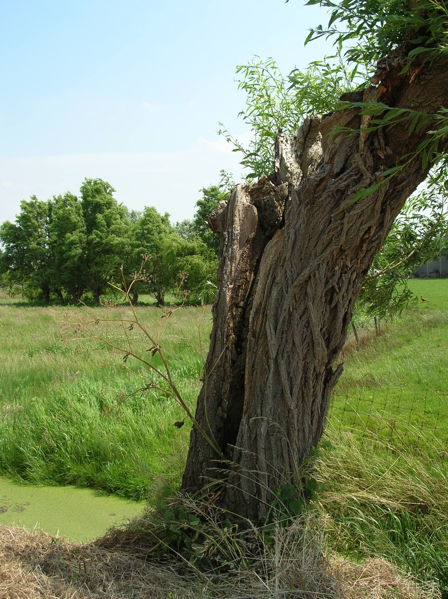 Pollard Willow Cillaarshoek free image download
