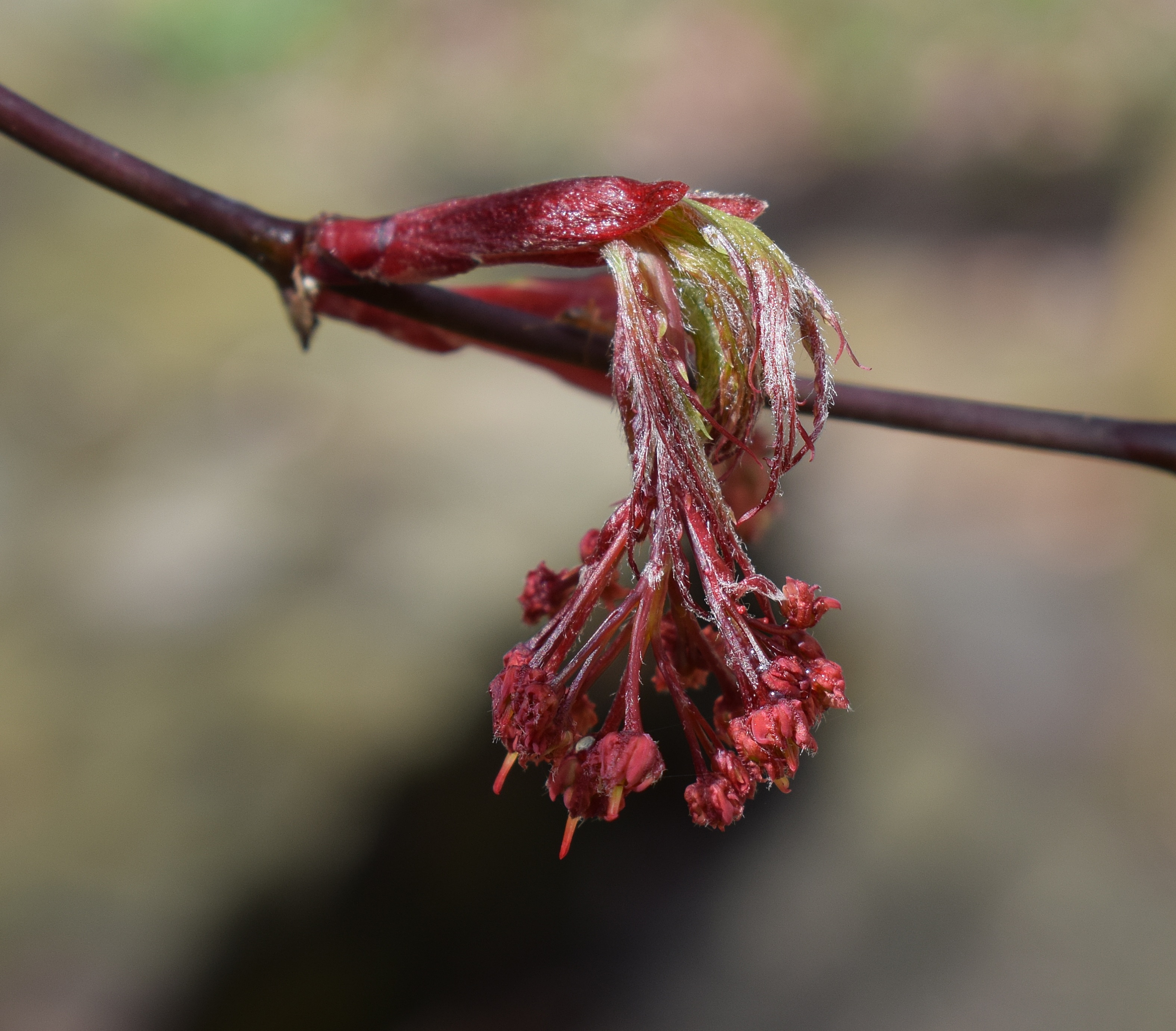 Japanese Maple Flowers Tree free image download