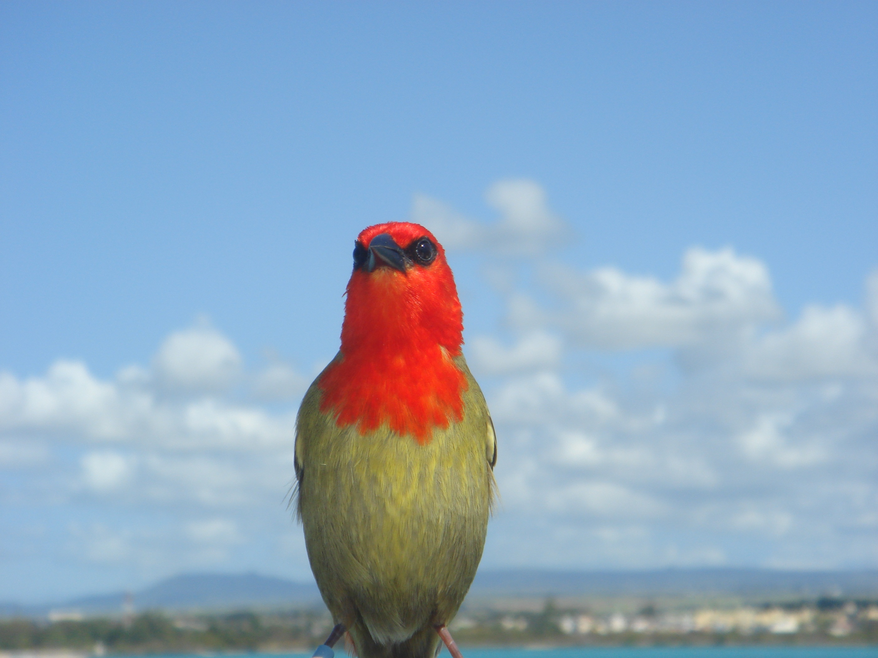Bird Mauritius Nature free image download