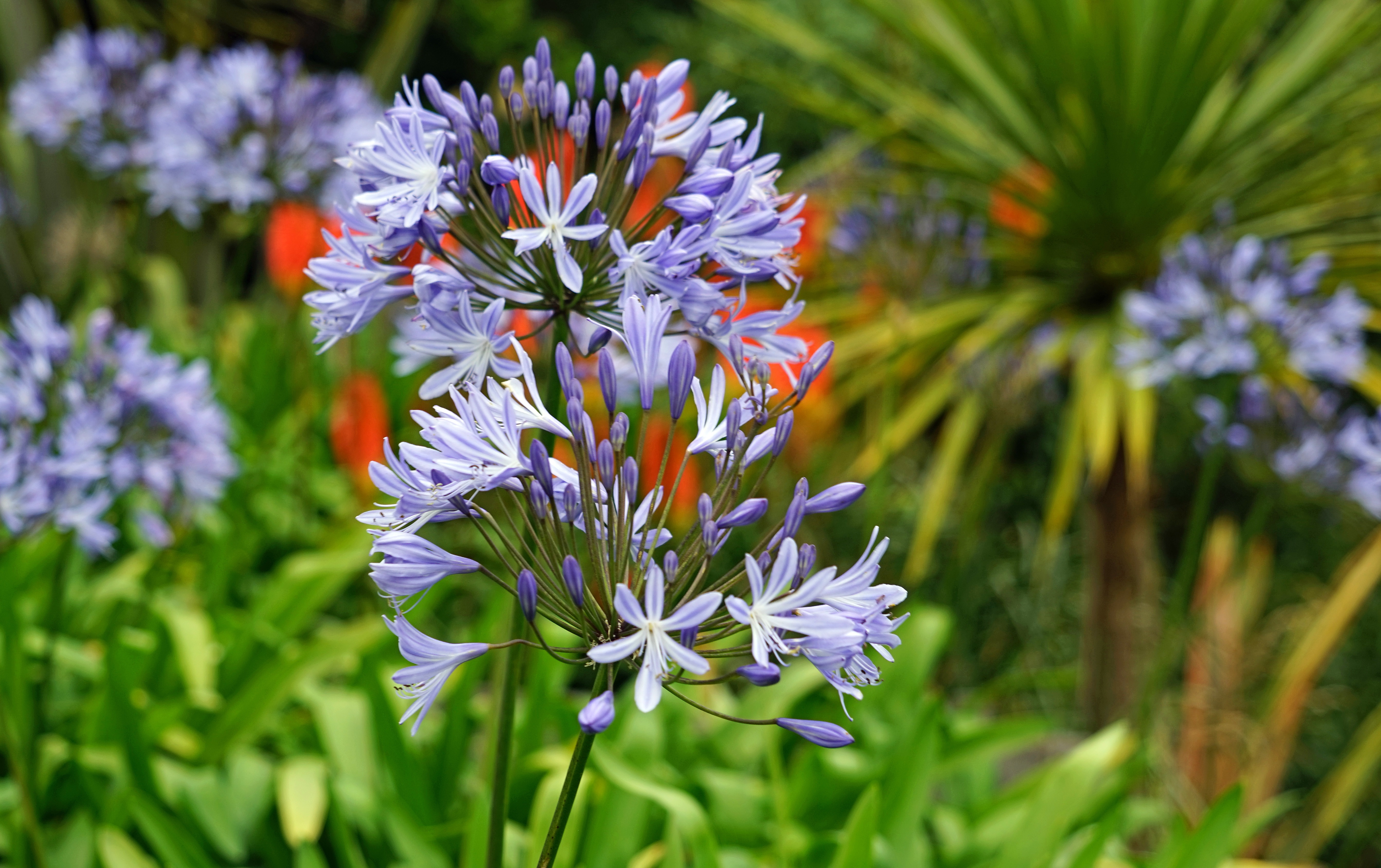 Agapanthus Flower Purple Jewelry free image download