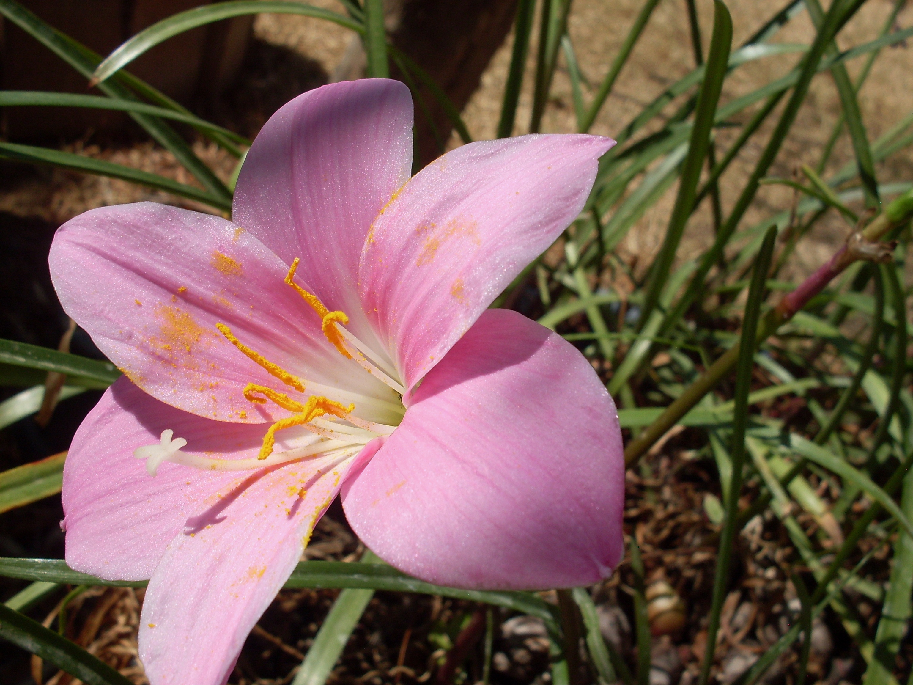 Lily Rose Pink Flower Pollen free image download