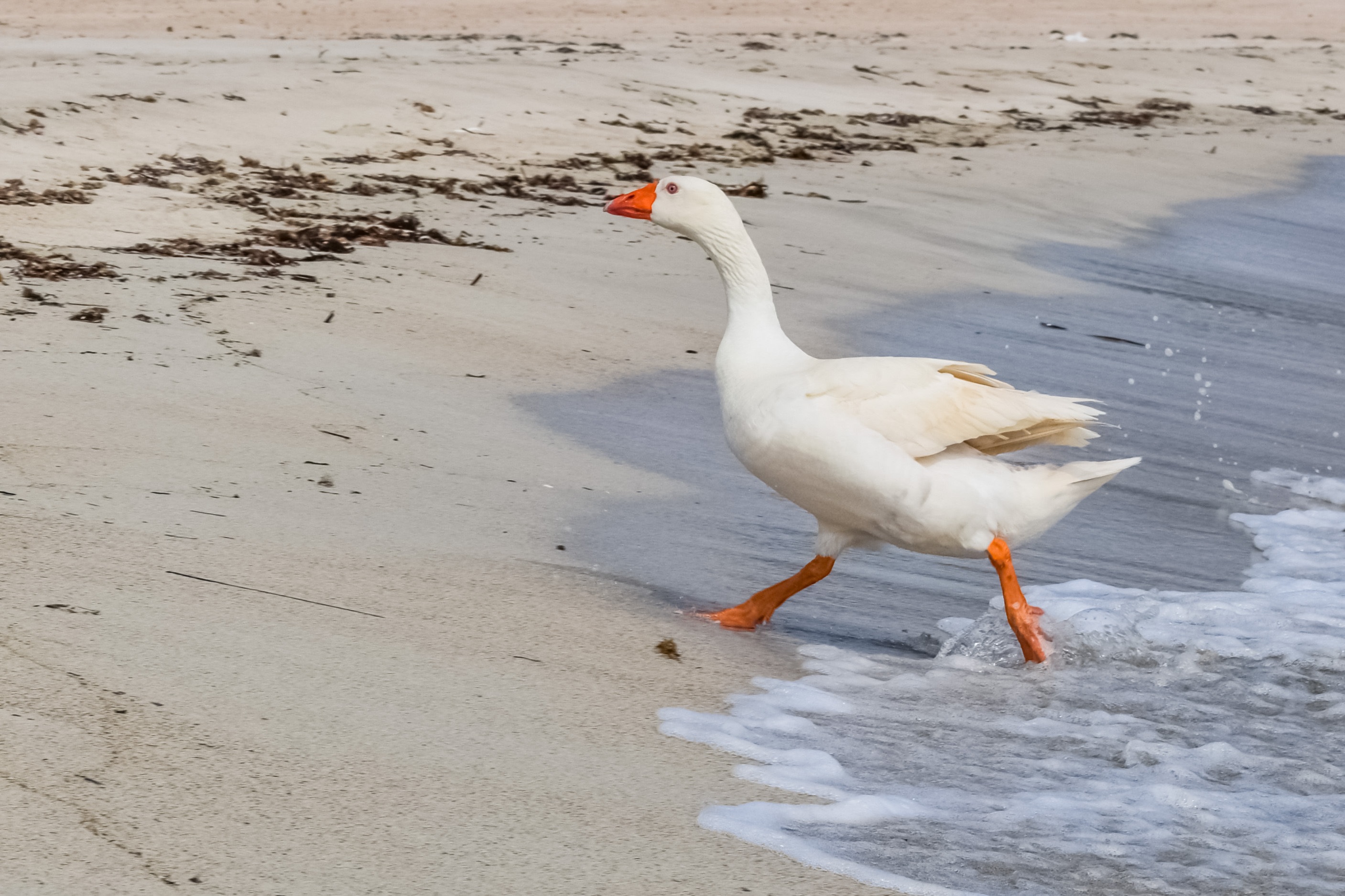 Goose Swimming Sea free image download