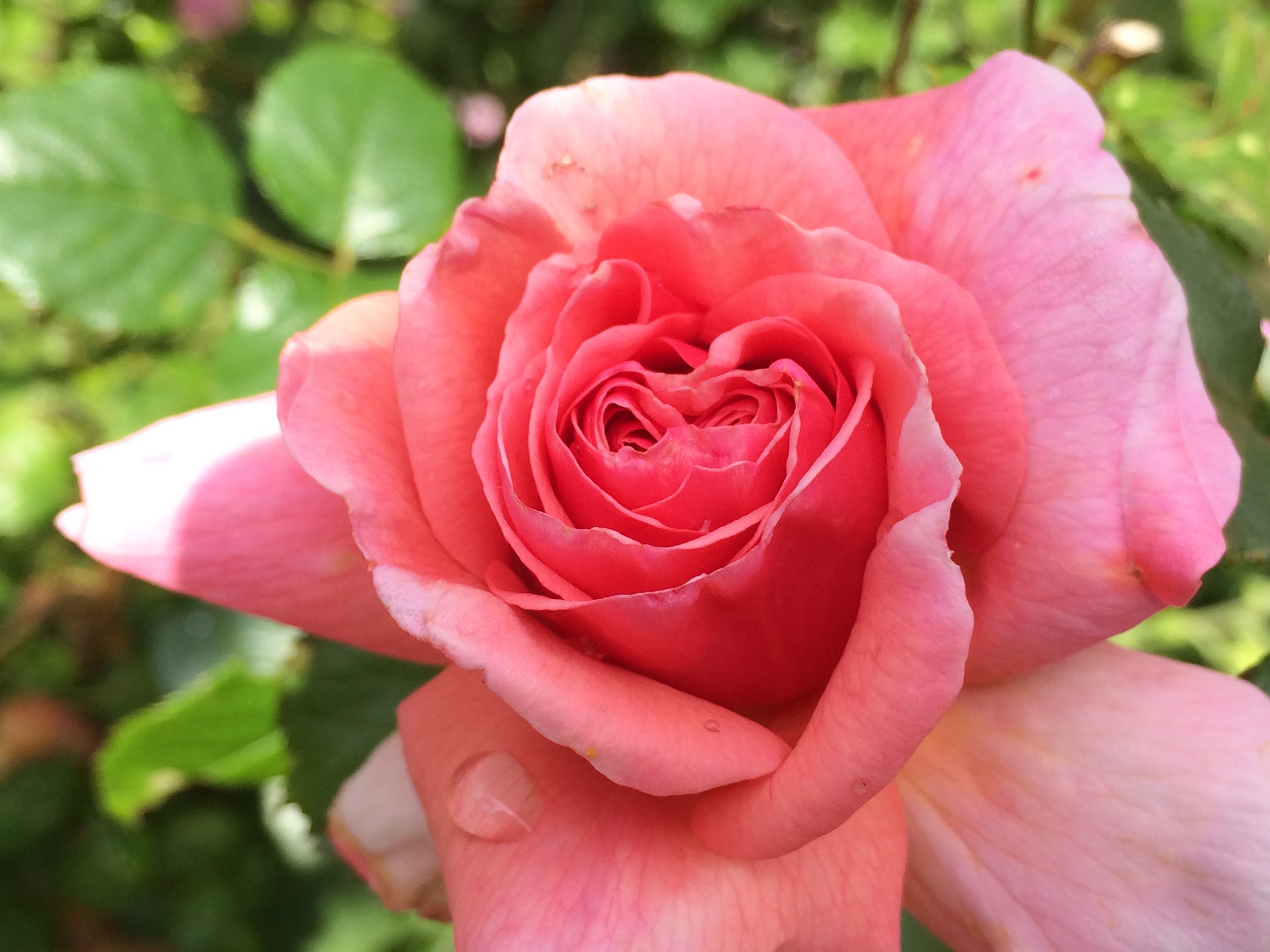 Rose Flower free image download