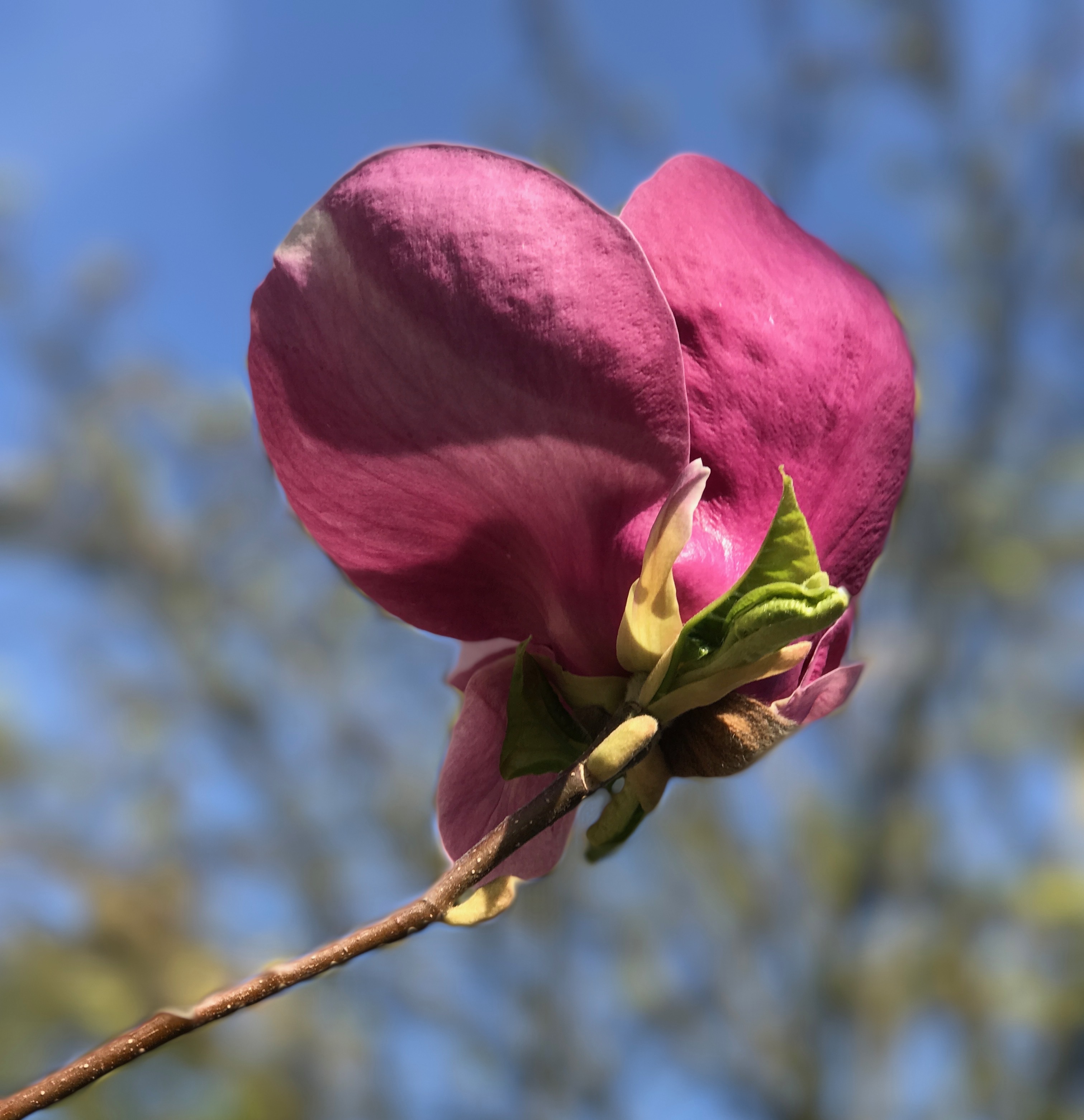 Magnolia Pink Spring free image download