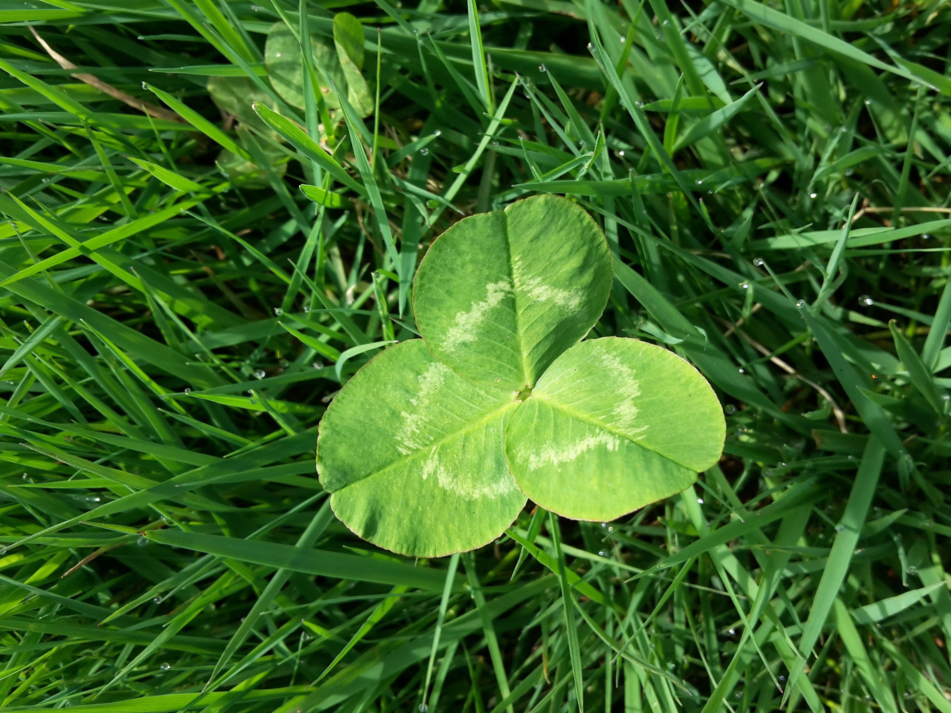 Four Leaf Clover Meadow Blade Of free image download