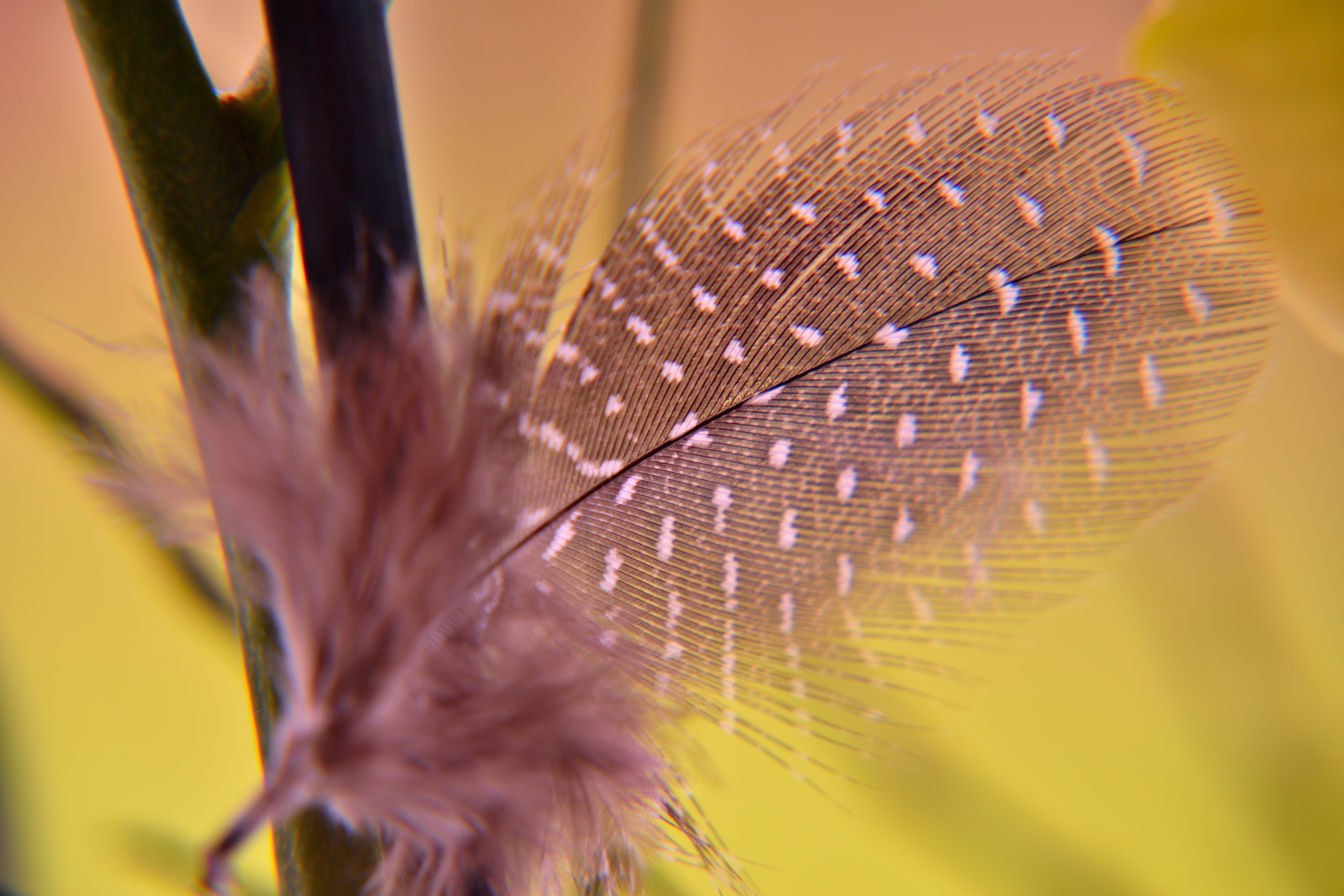 Natural bird Feather free image download