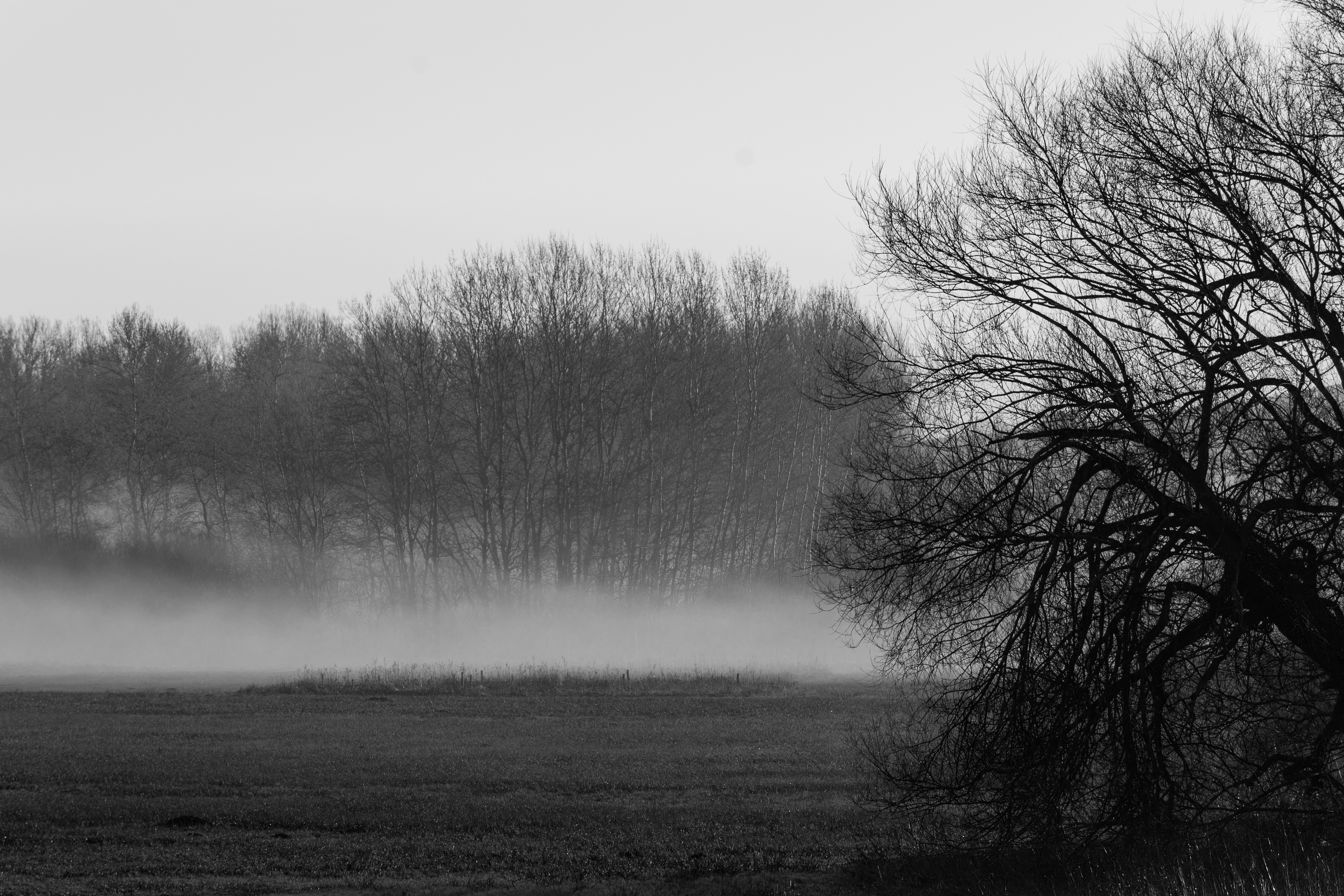 Fog Morning Mood landscape free image download
