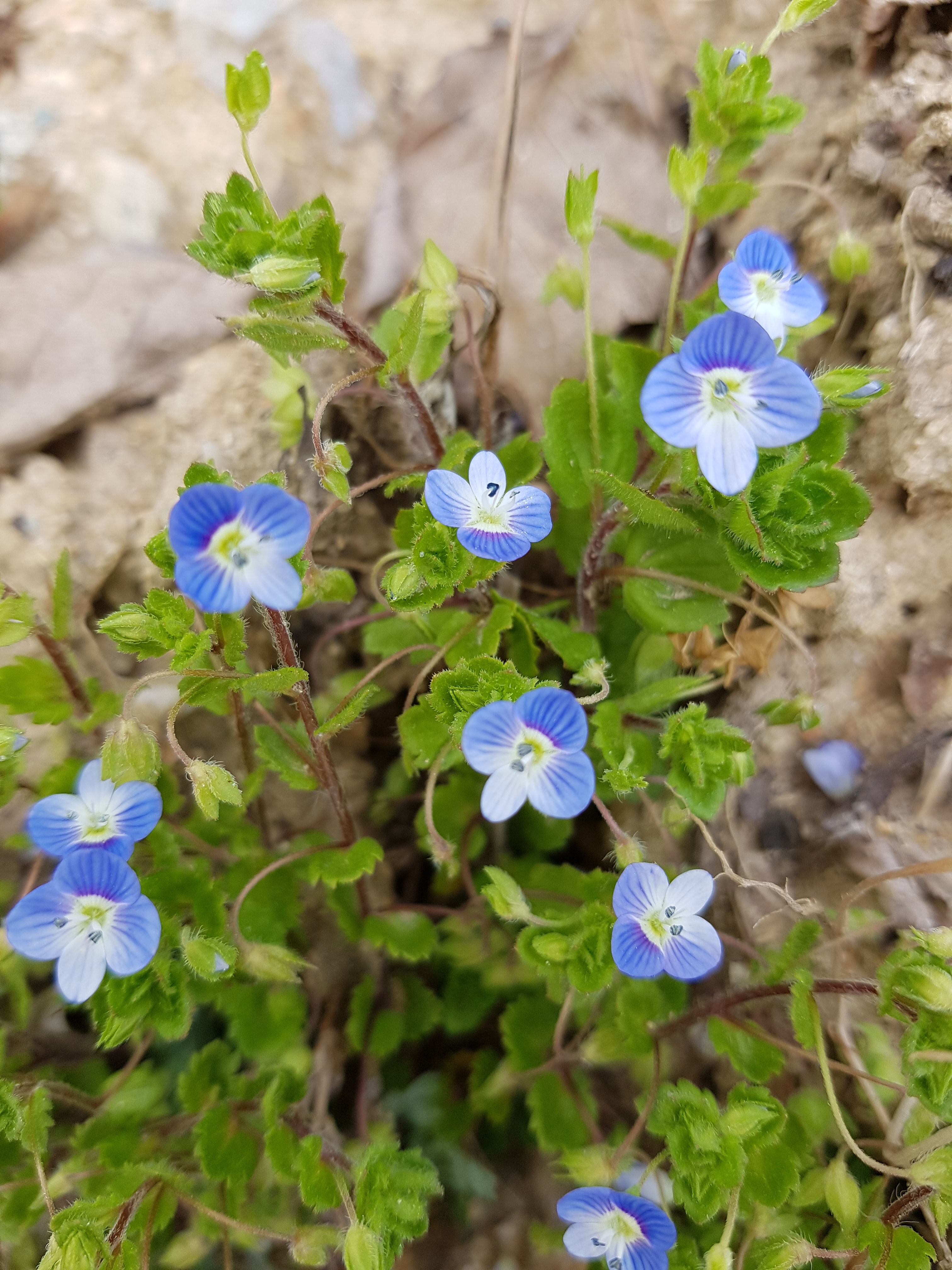 A Large Spring Near Where The free image download
