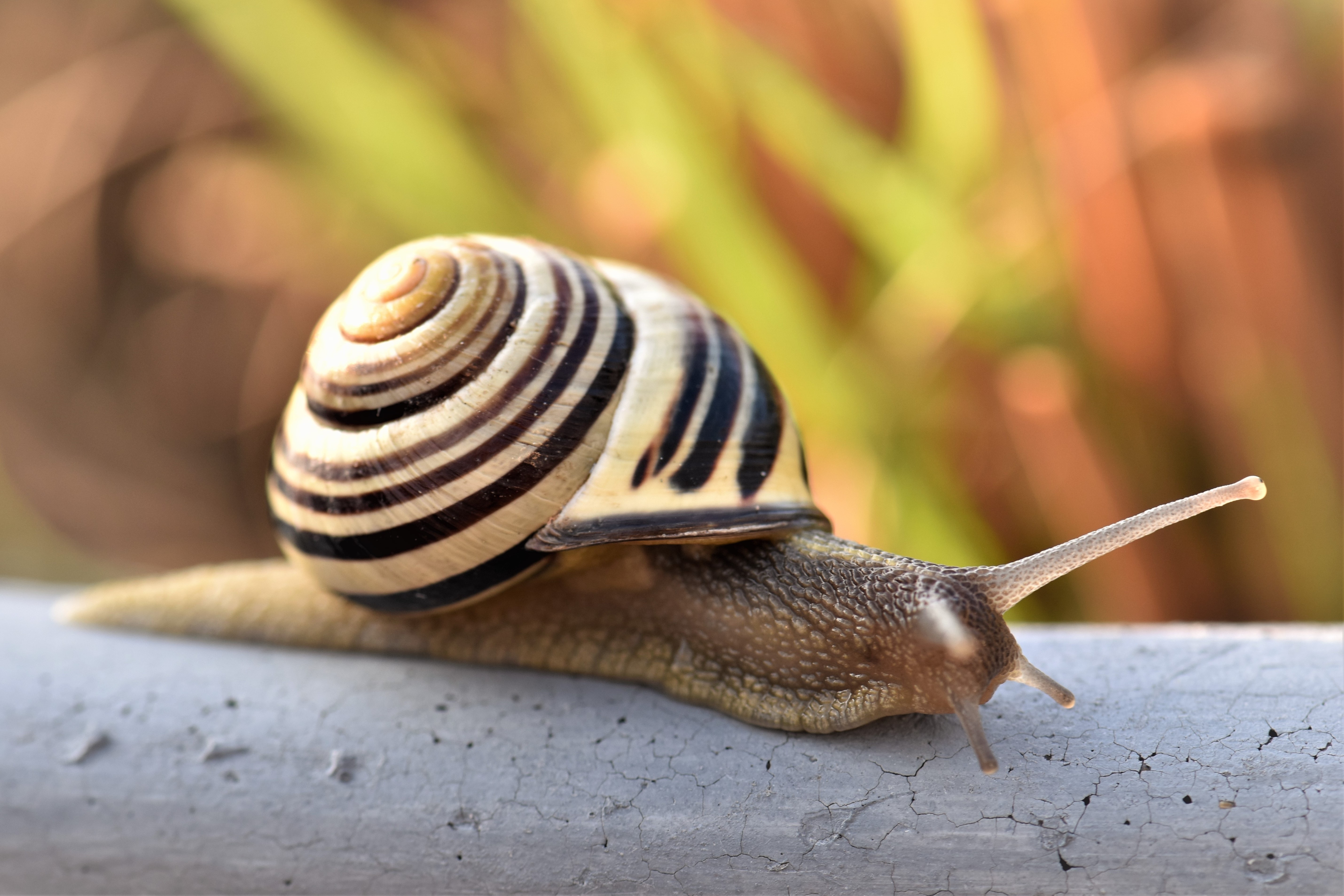 Snail Shell Nature free image download