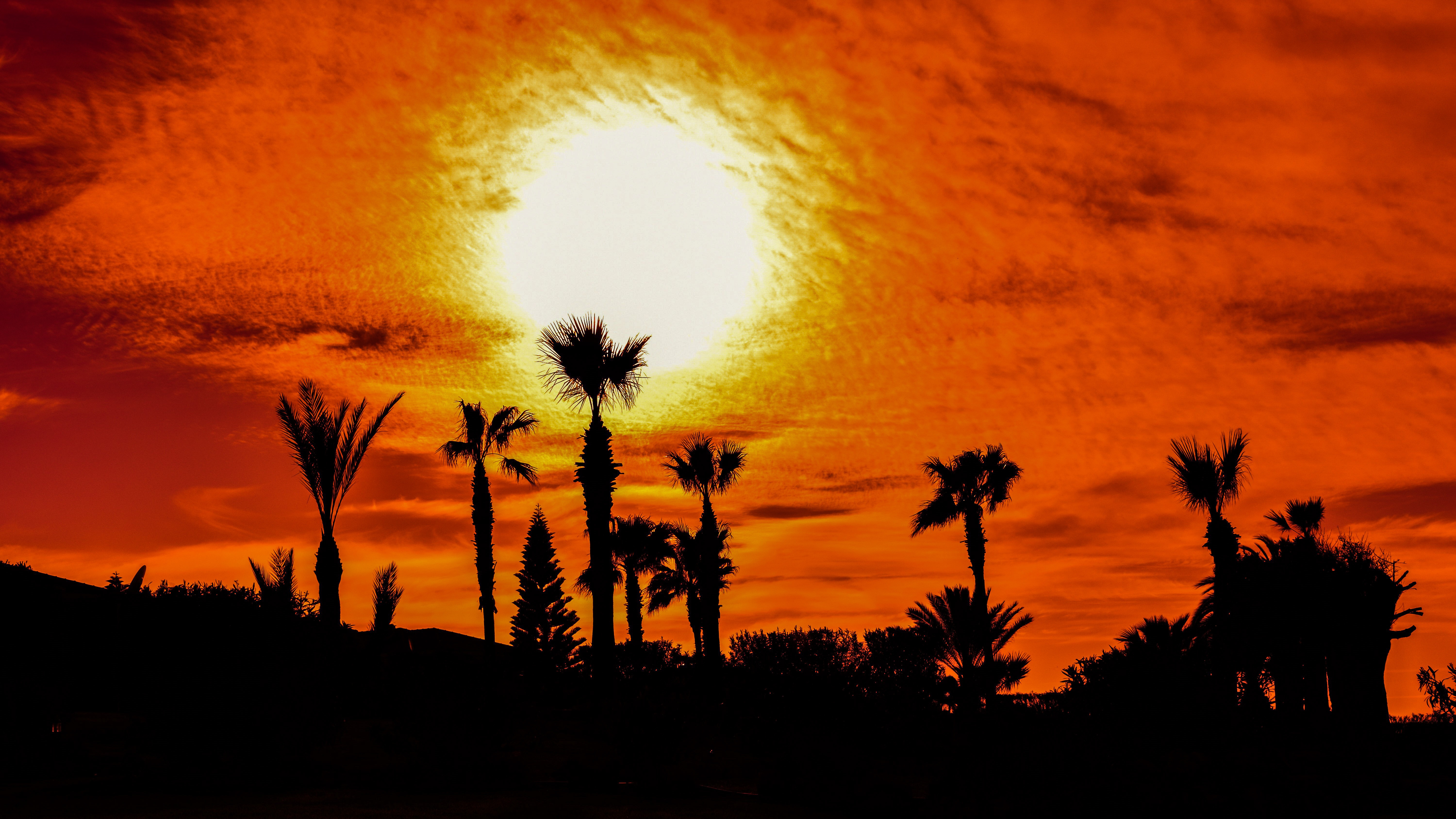 Trees Shadows Sun free image download