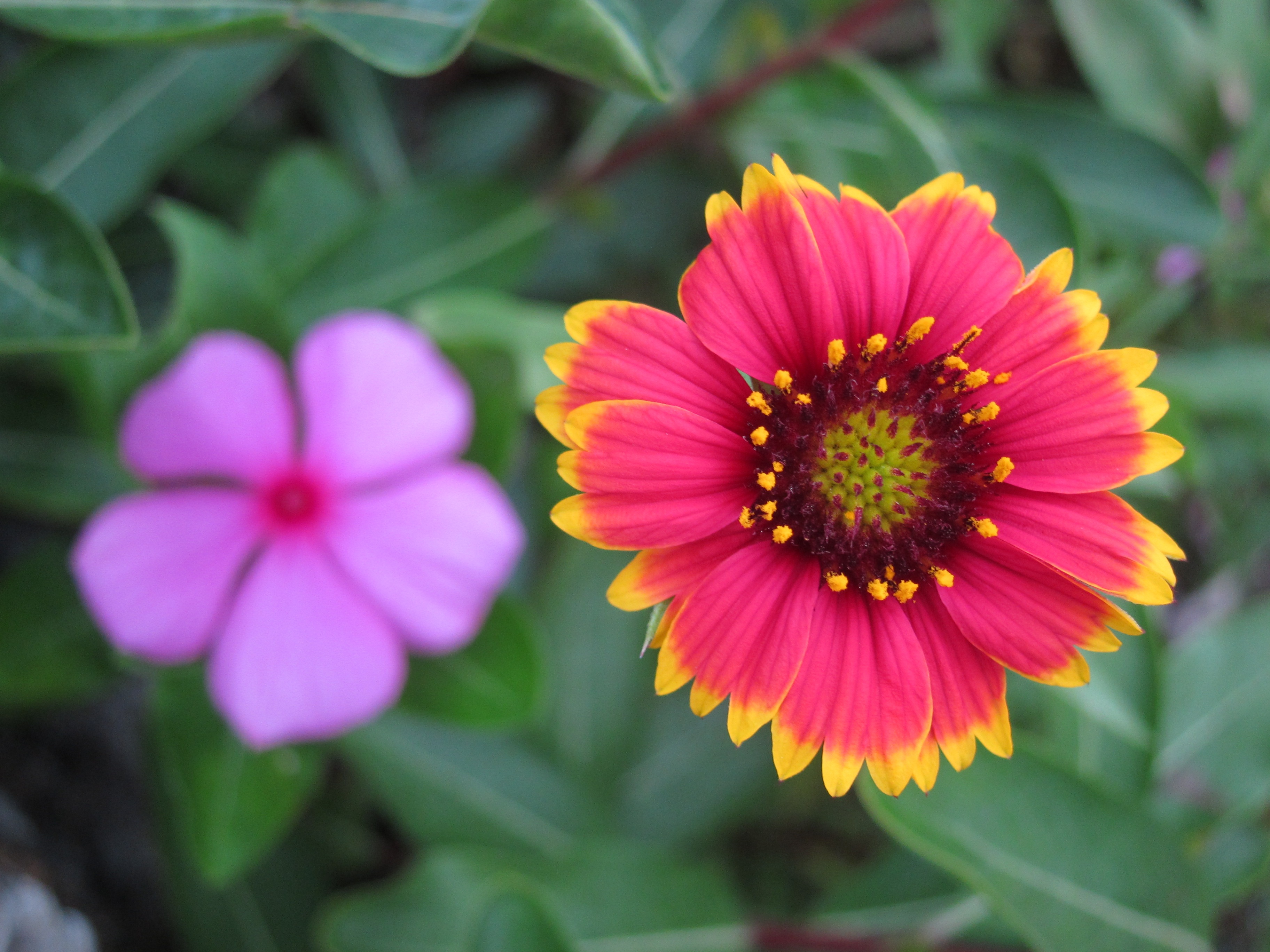 Penghu Indian Blanket Flowers free image download