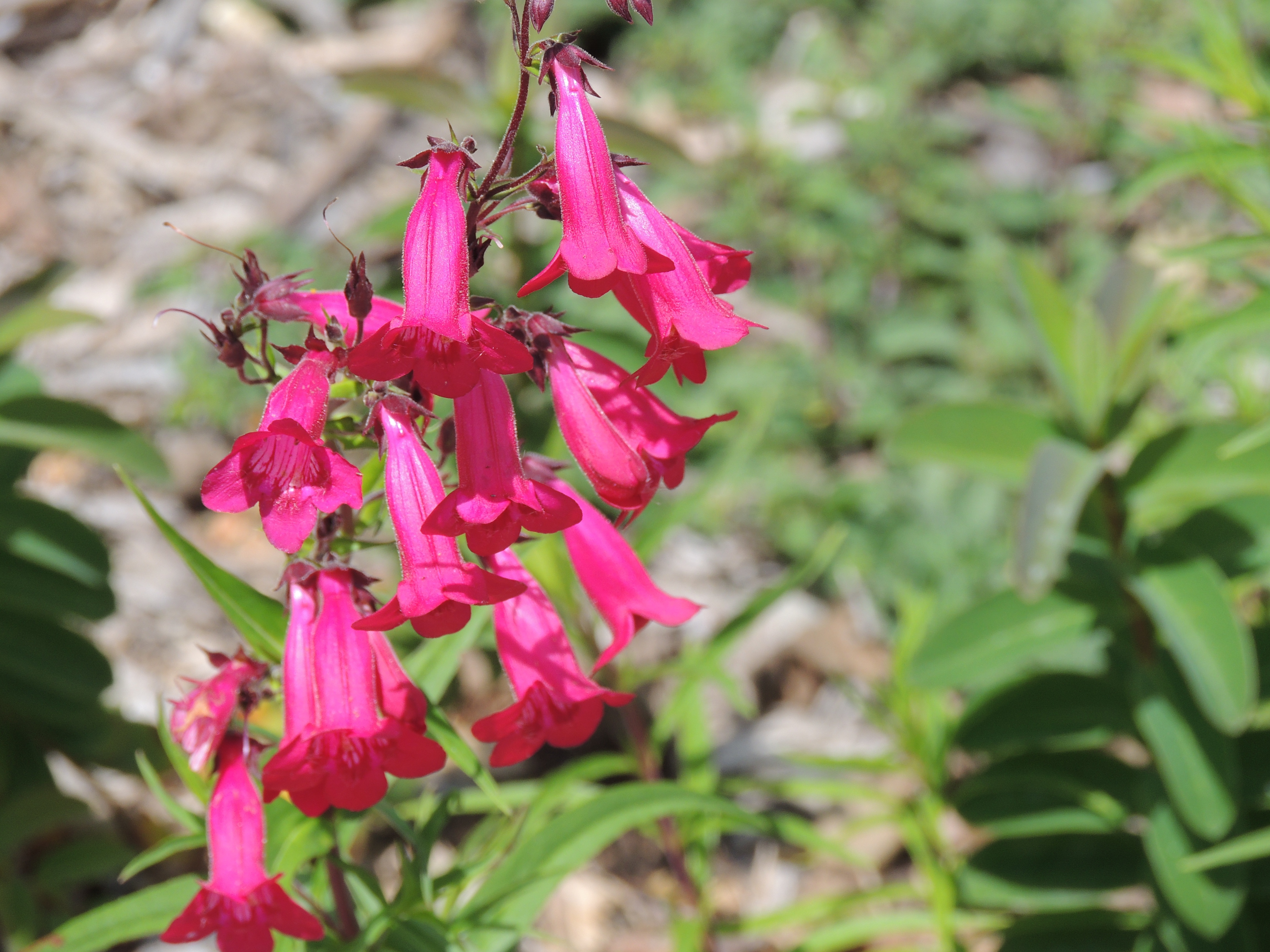Bell Flowers Pink Blossom free image download