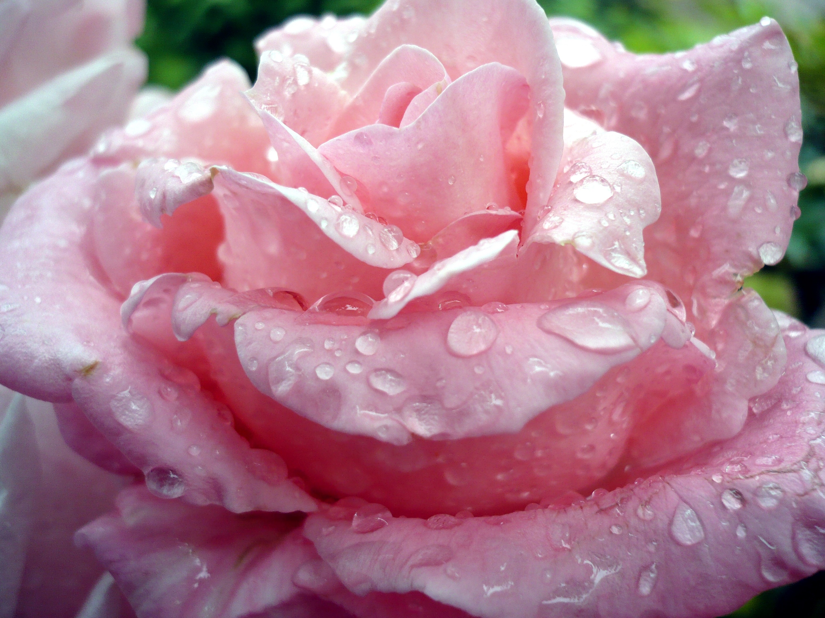 Rose Pink Water free image download