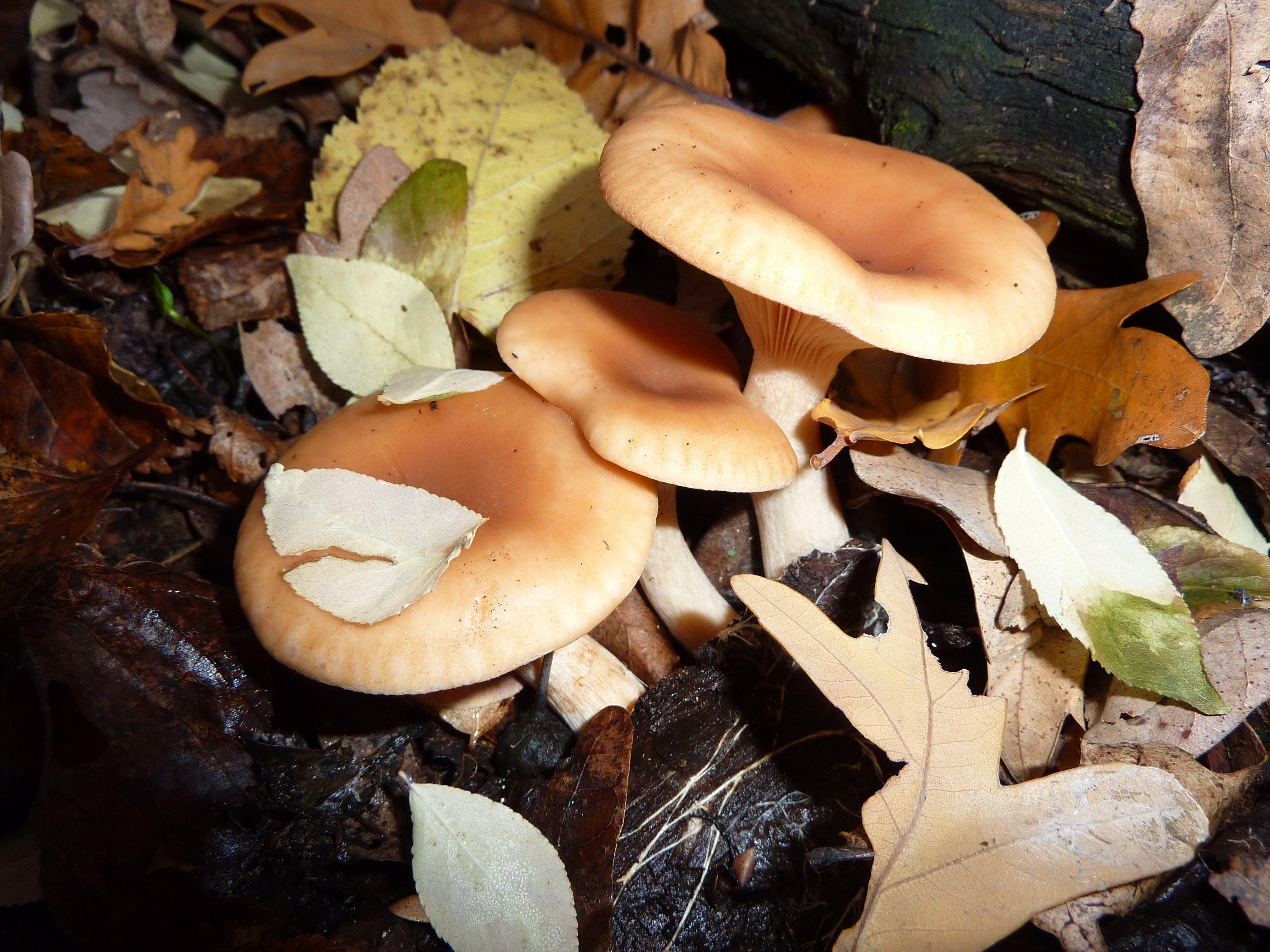 Mushrooms Irina at Nature free image download