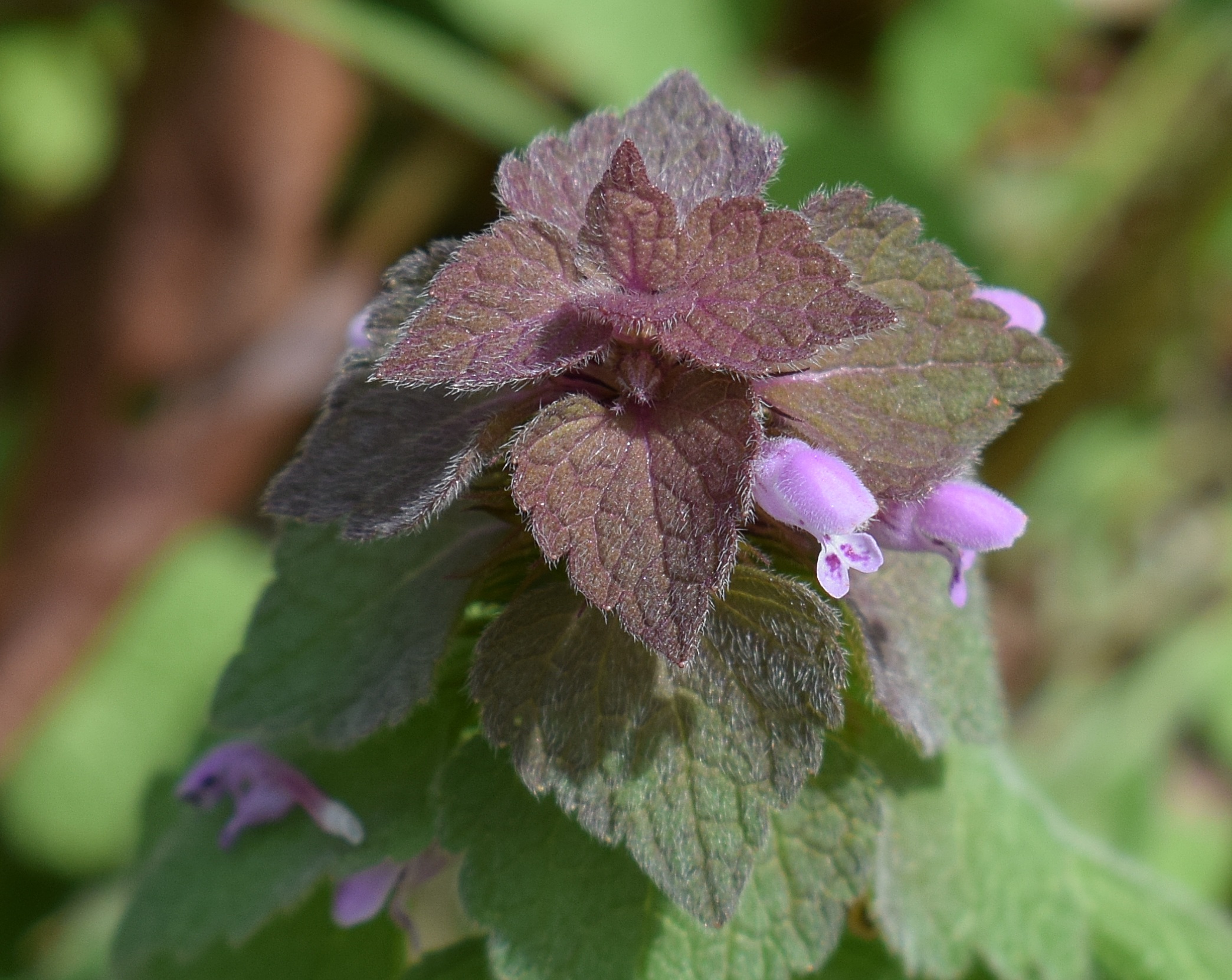 Purple Dead Nettle Flower Blossom free image download