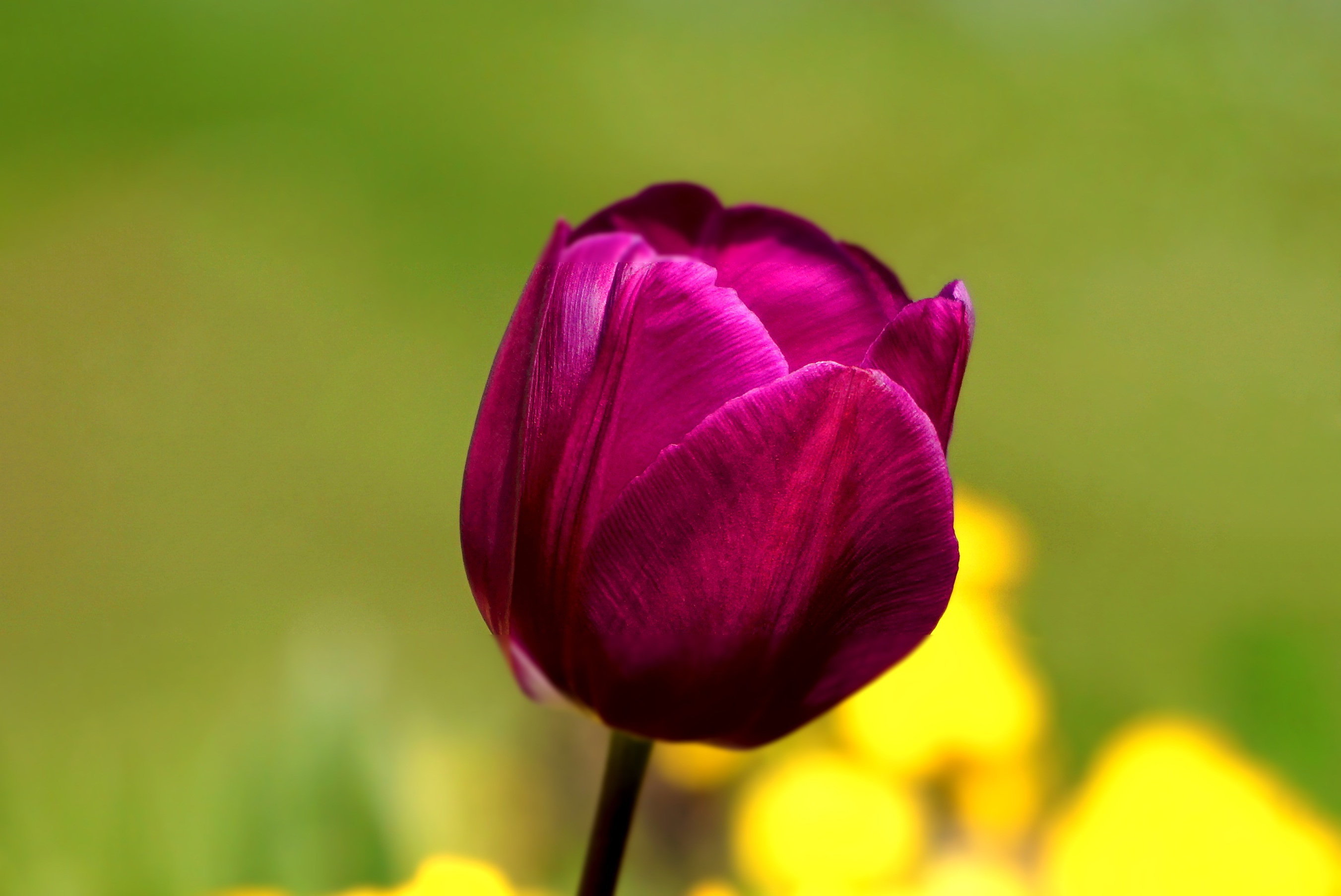 Flower Tulip Spring free image download