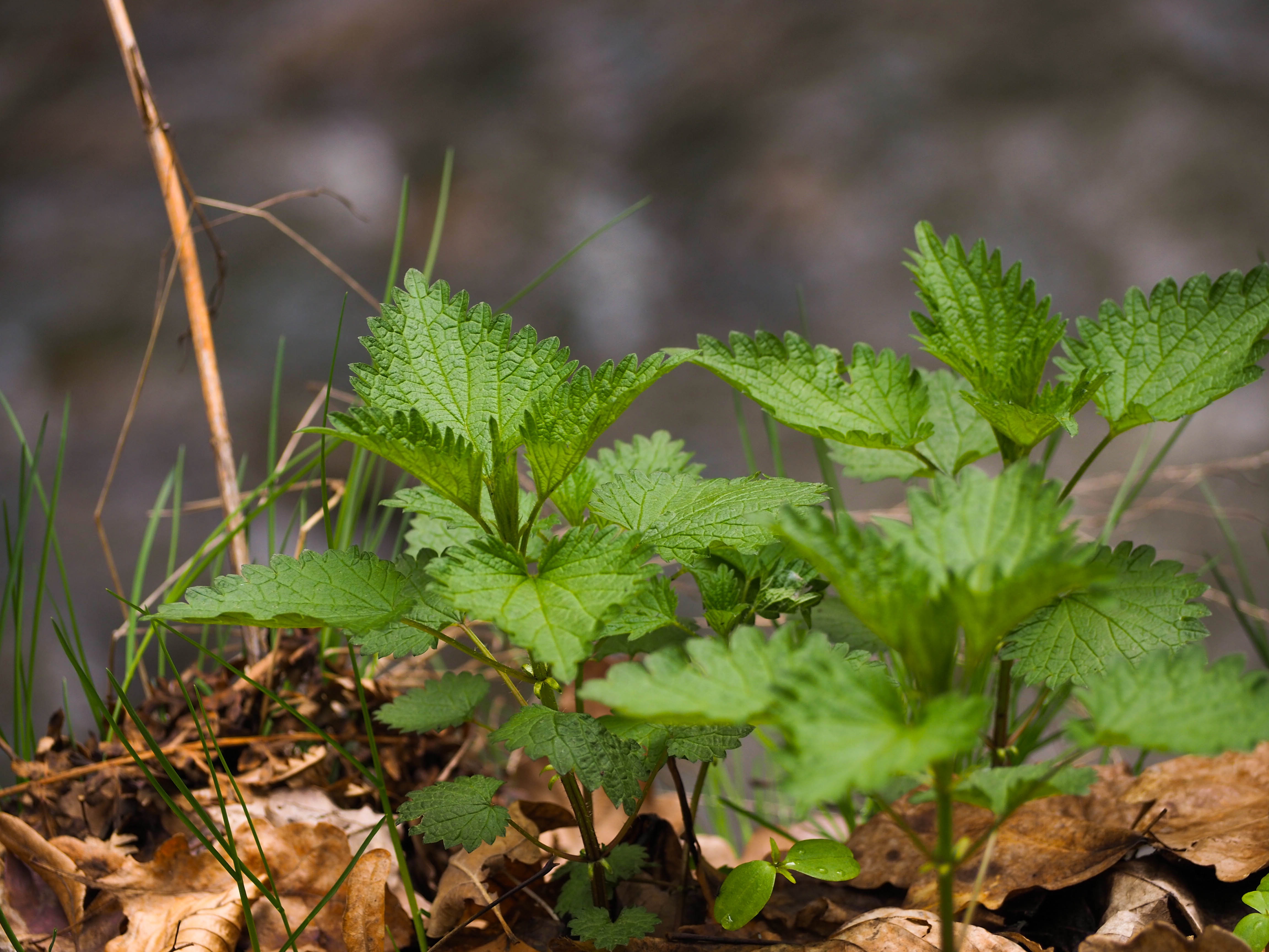 Stinging Nettle Plant Plants free image download