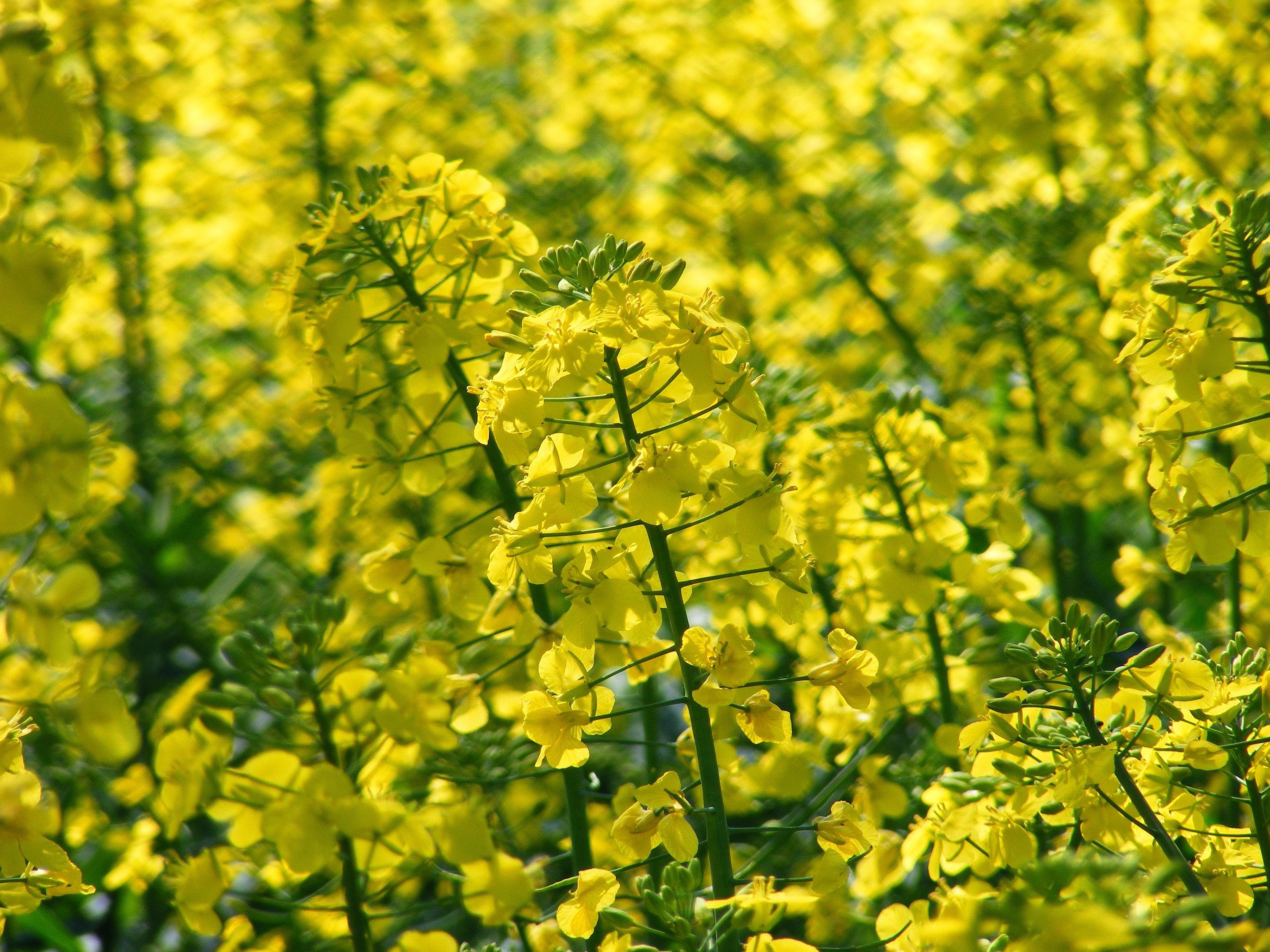 Field Of Rapeseeds Oilseed Rape free image download