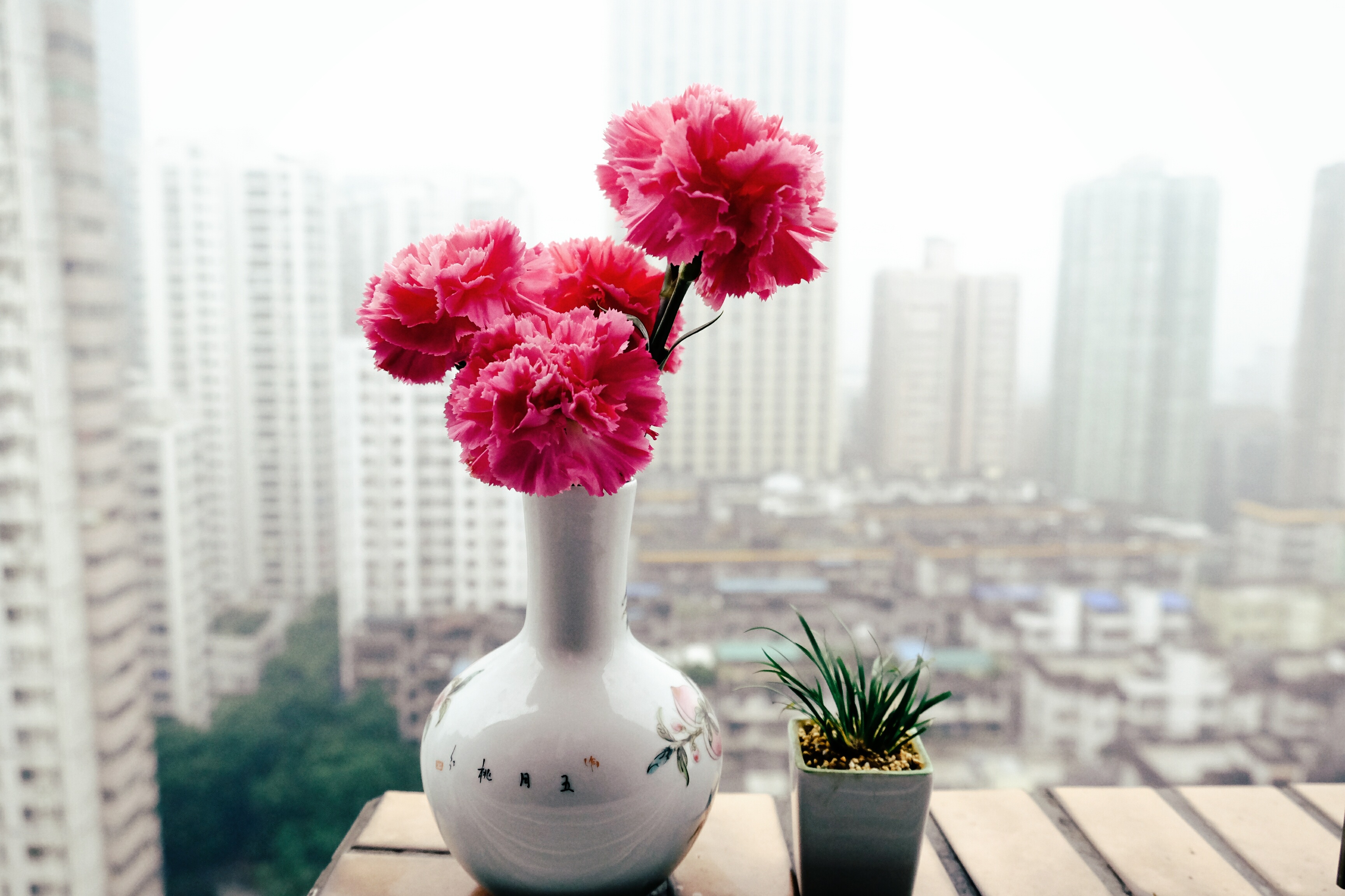 Flower Still Life Plant free image download