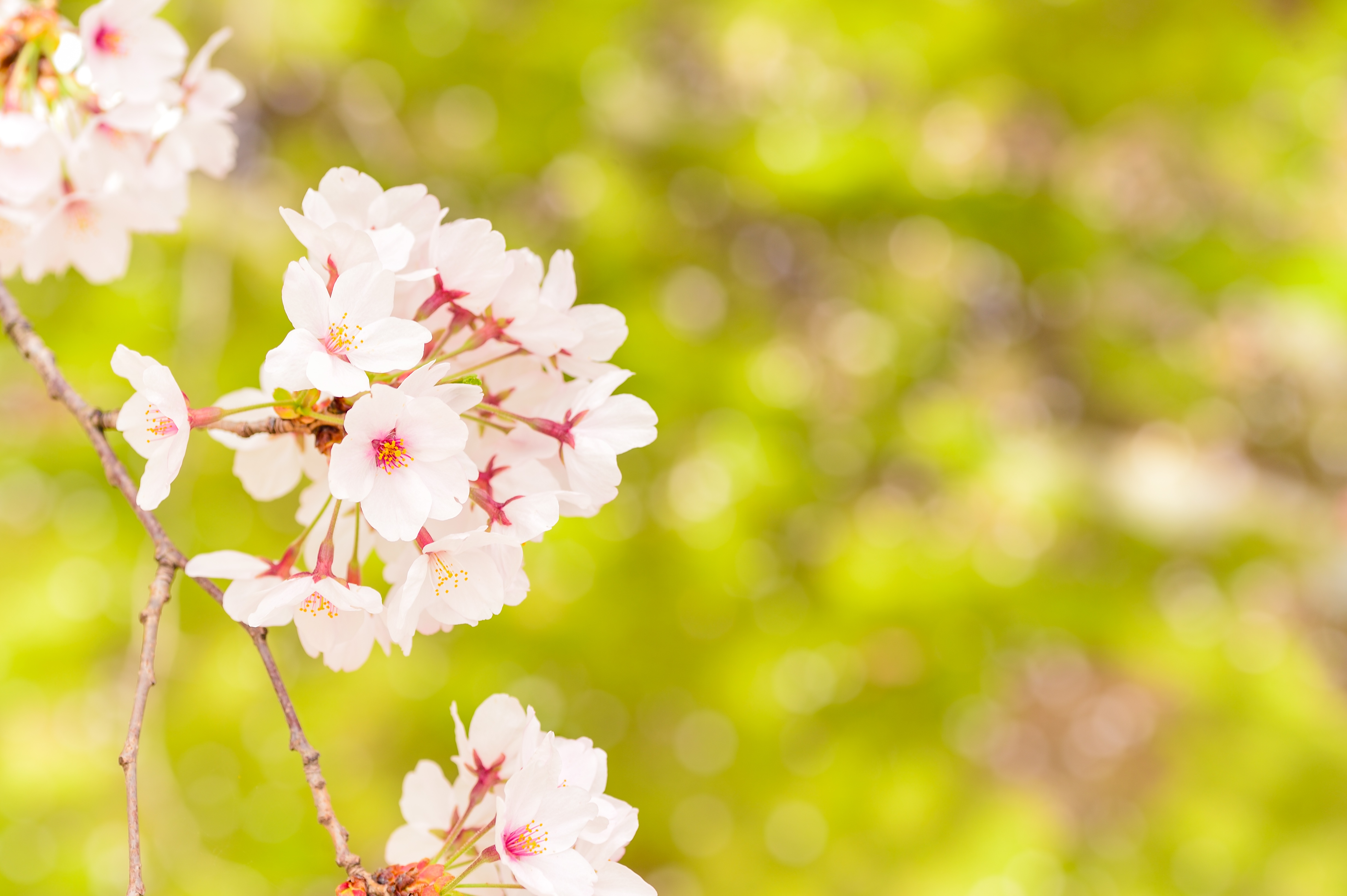 Japan Landscape Spring free image download