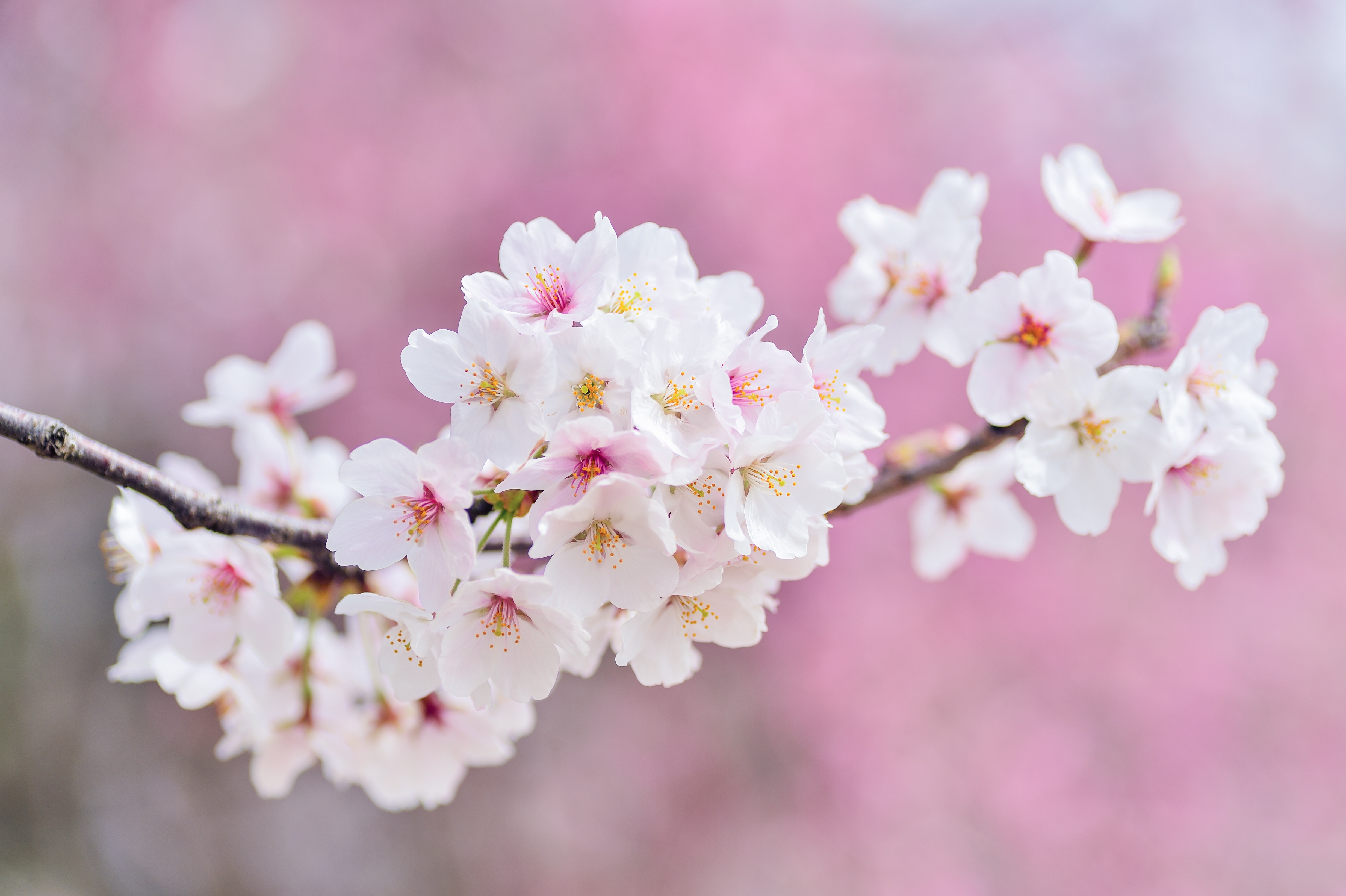 Cherry Blossoms Landscape Spring free image download