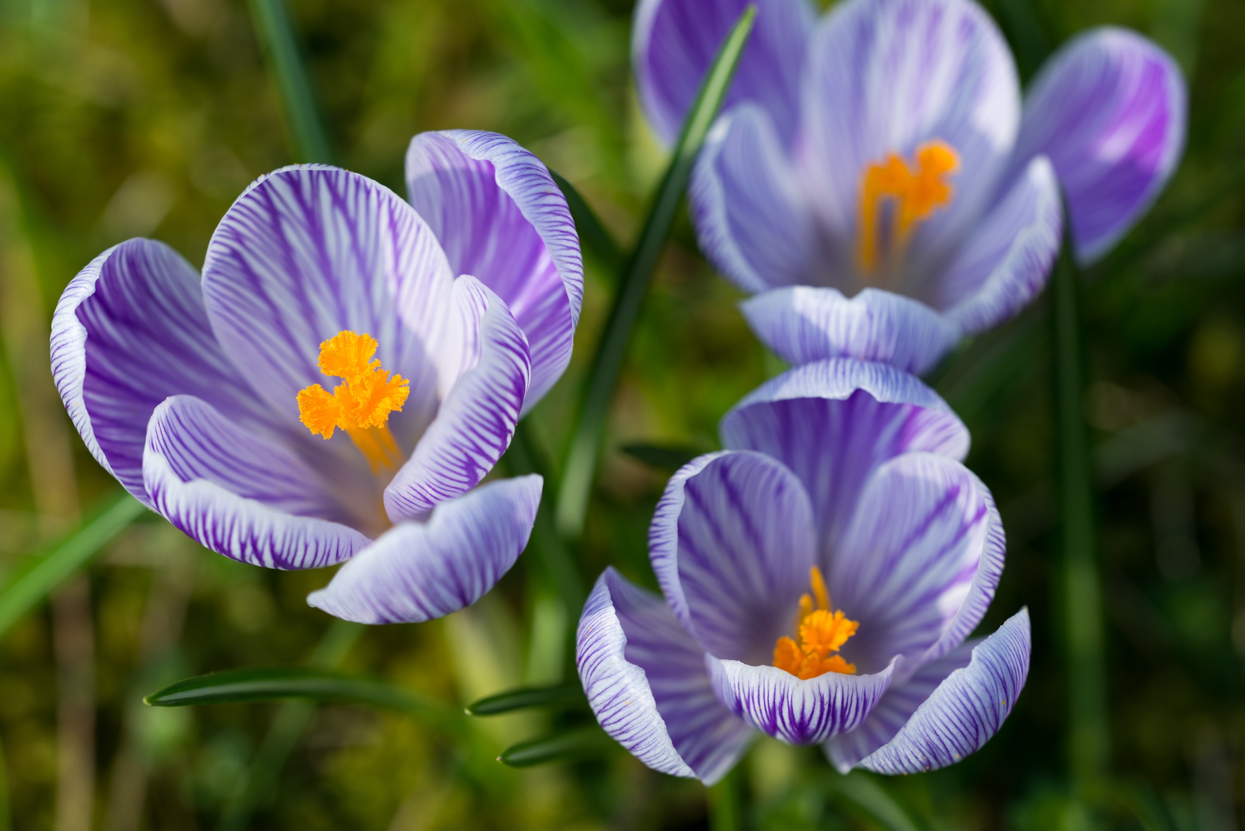 Crocus Blossom Bloom free image download
