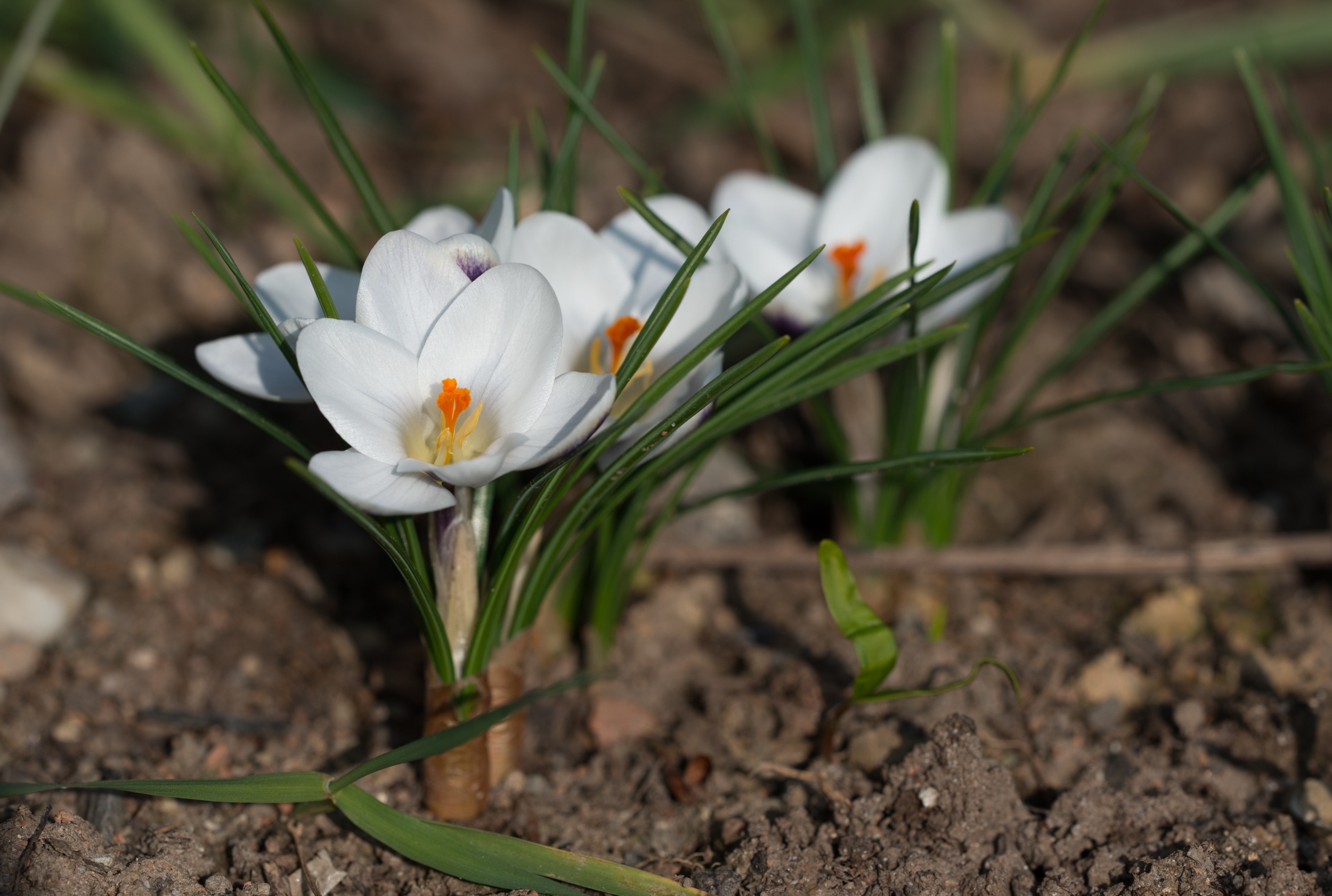 Crocus Blossom Bloom free image download